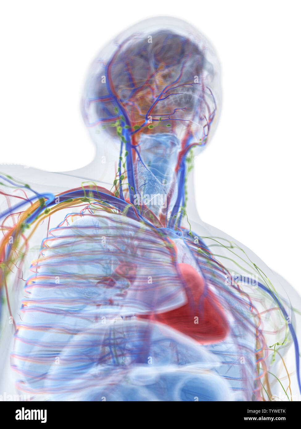 3d rendered medically accurate illustration of the human anatomy Stock ...