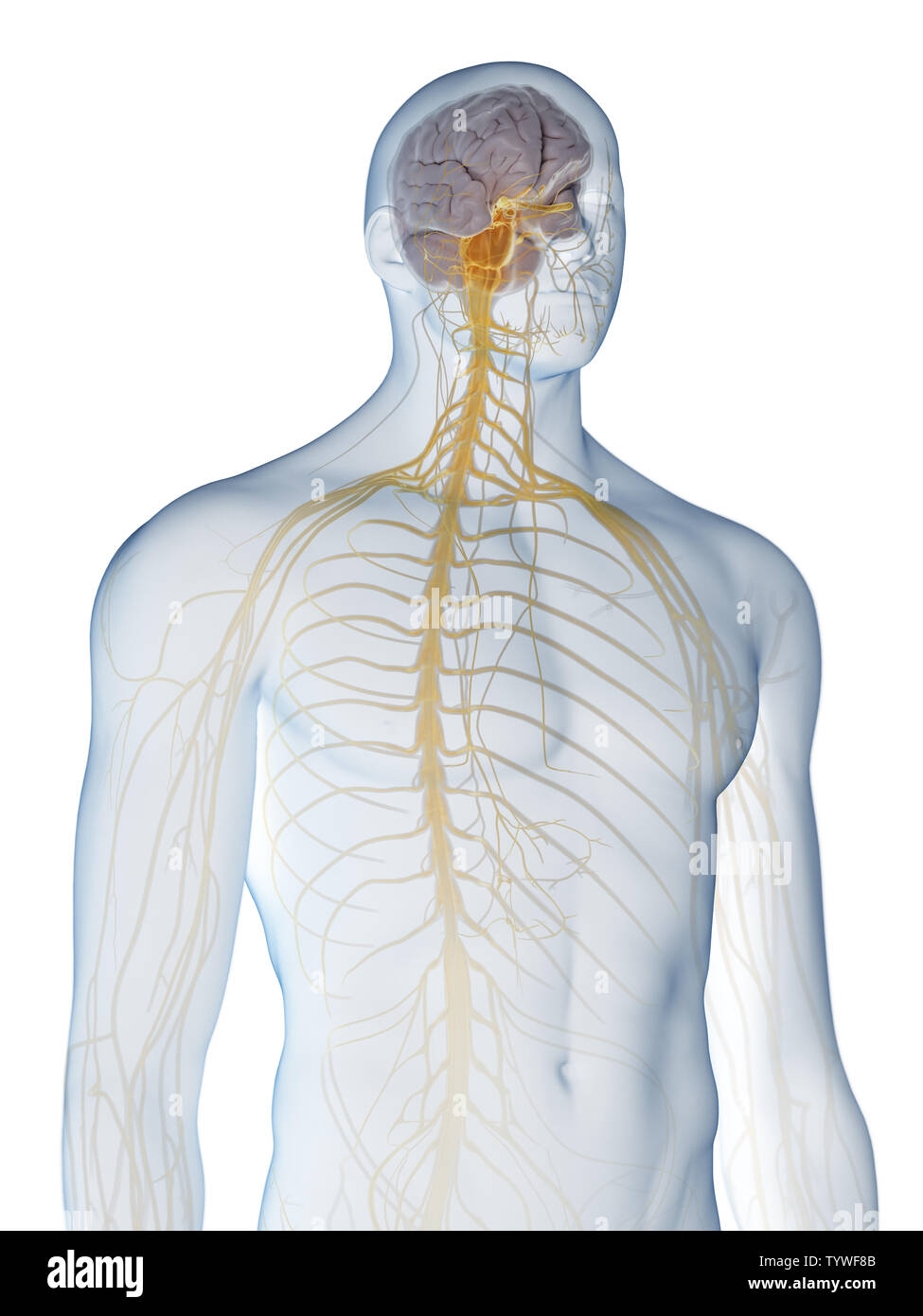 3d rendered medically accurate illustration of the nervous system Stock ...