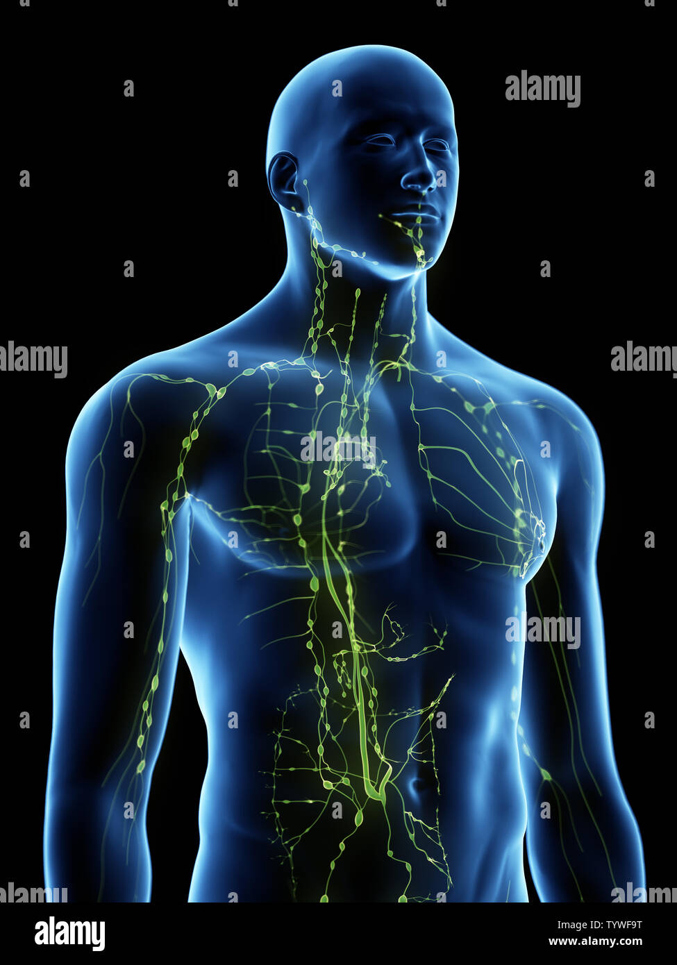 Cisterna chyli hi-res stock photography and images - Alamy