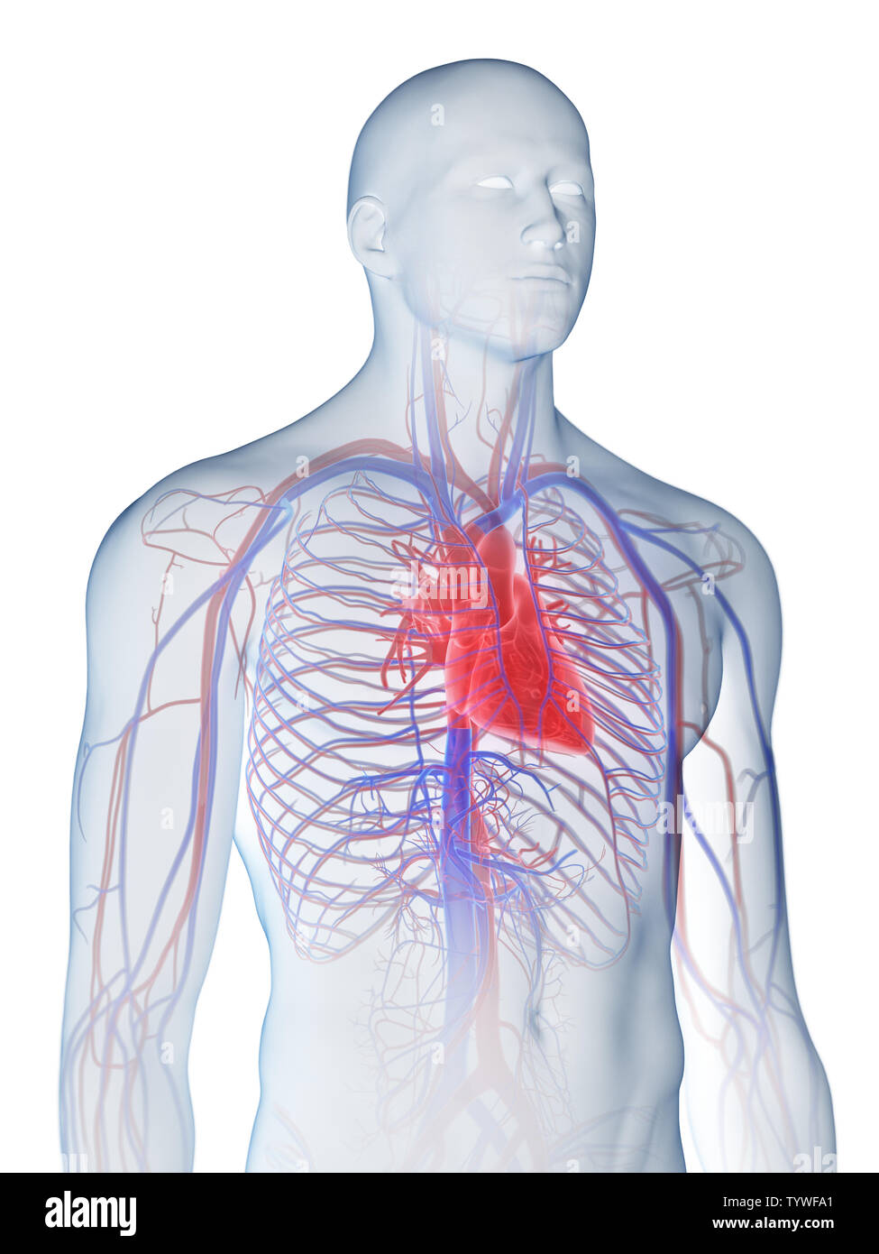 3d rendered medically accurate illustration of the human heart Stock ...