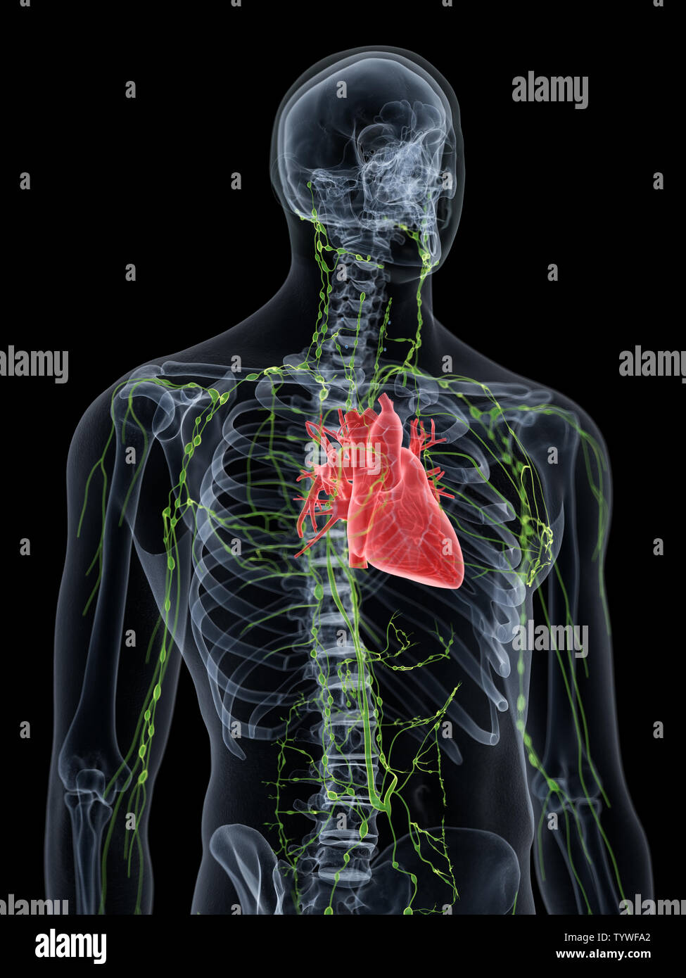Lymphatic drainage of heart hi-res stock photography and images - Alamy