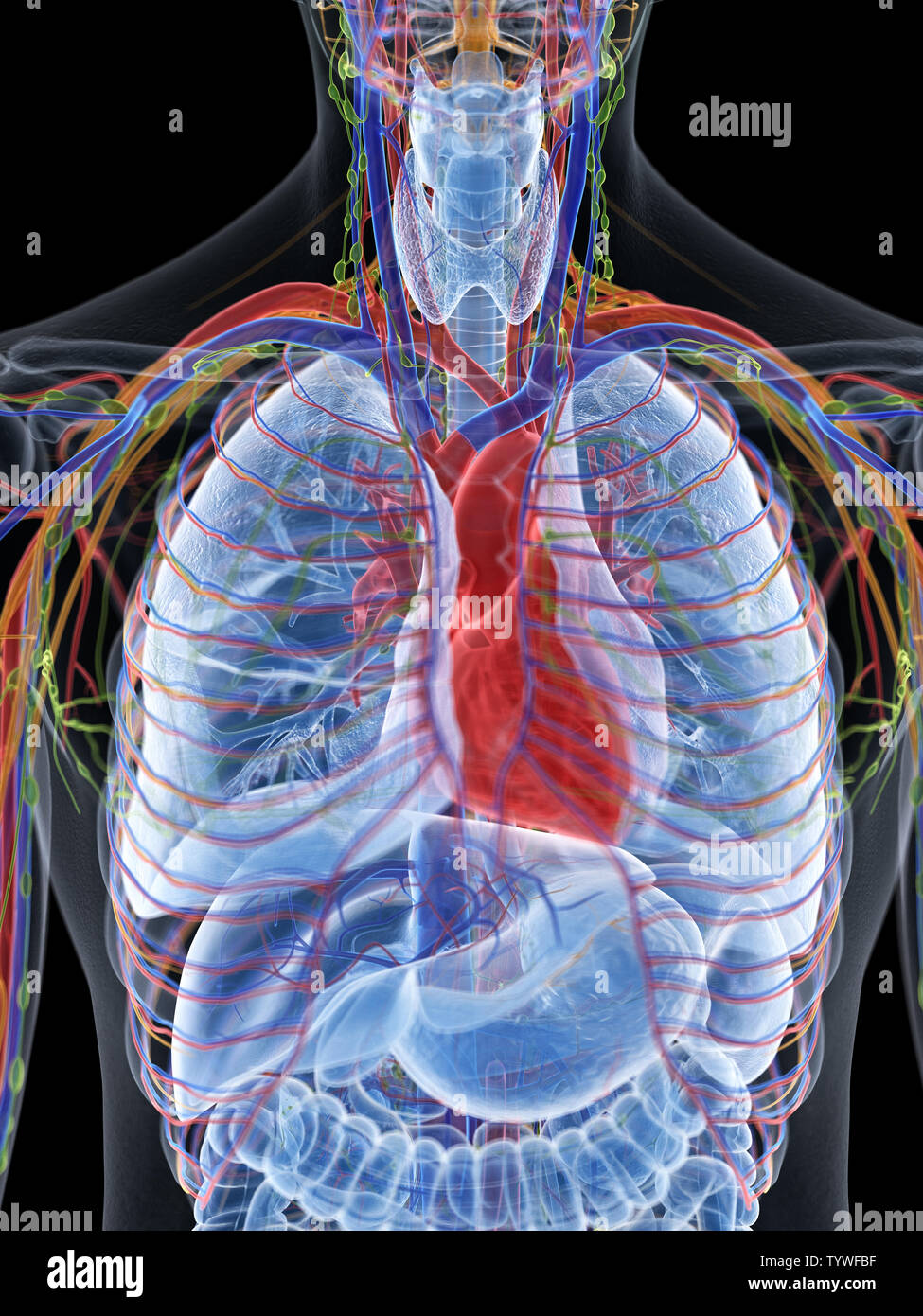 3d rendered medically accurate illustration of the human heart Stock ...