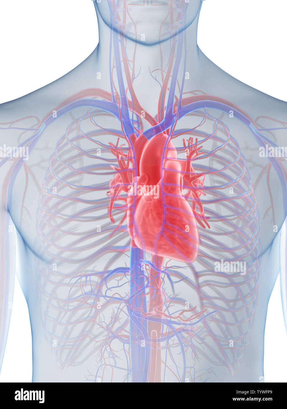 3d rendered medically accurate illustration of the human heart Stock ...