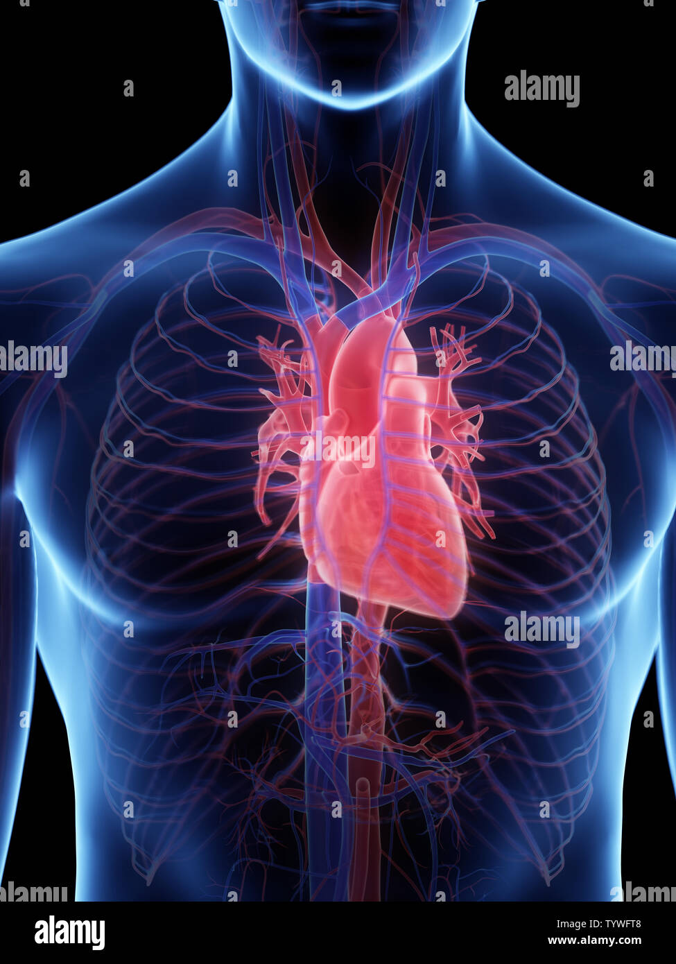 3d rendered medically accurate illustration of the human heart Stock ...