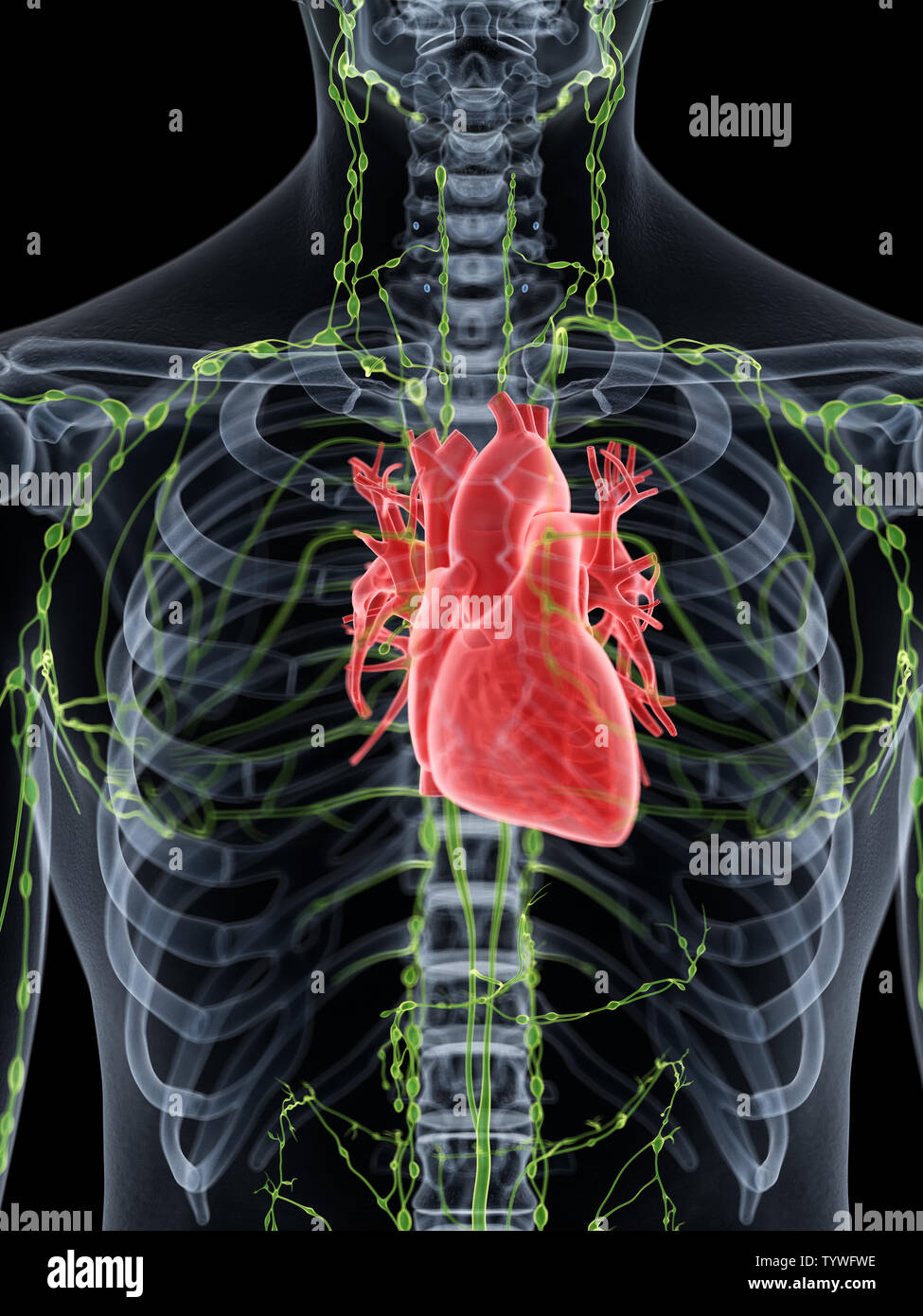 3d rendered medically accurate illustration of the human heart Stock ...