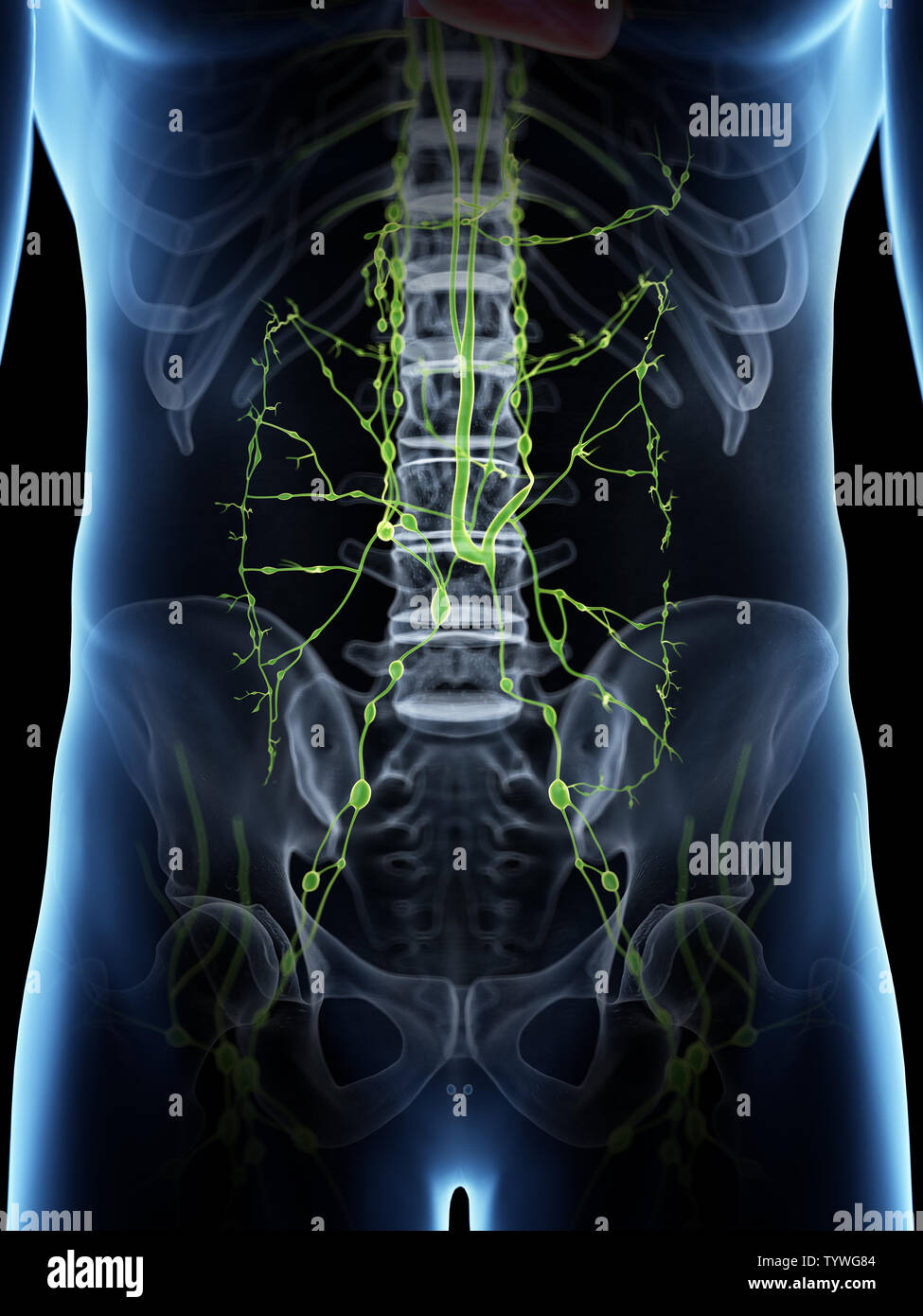 Lymphatic System Abdomen