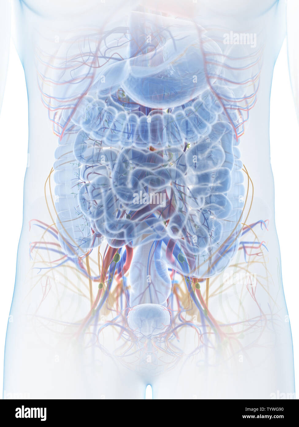 3d rendered medically accurate illustration of the abdominal anatomy ...