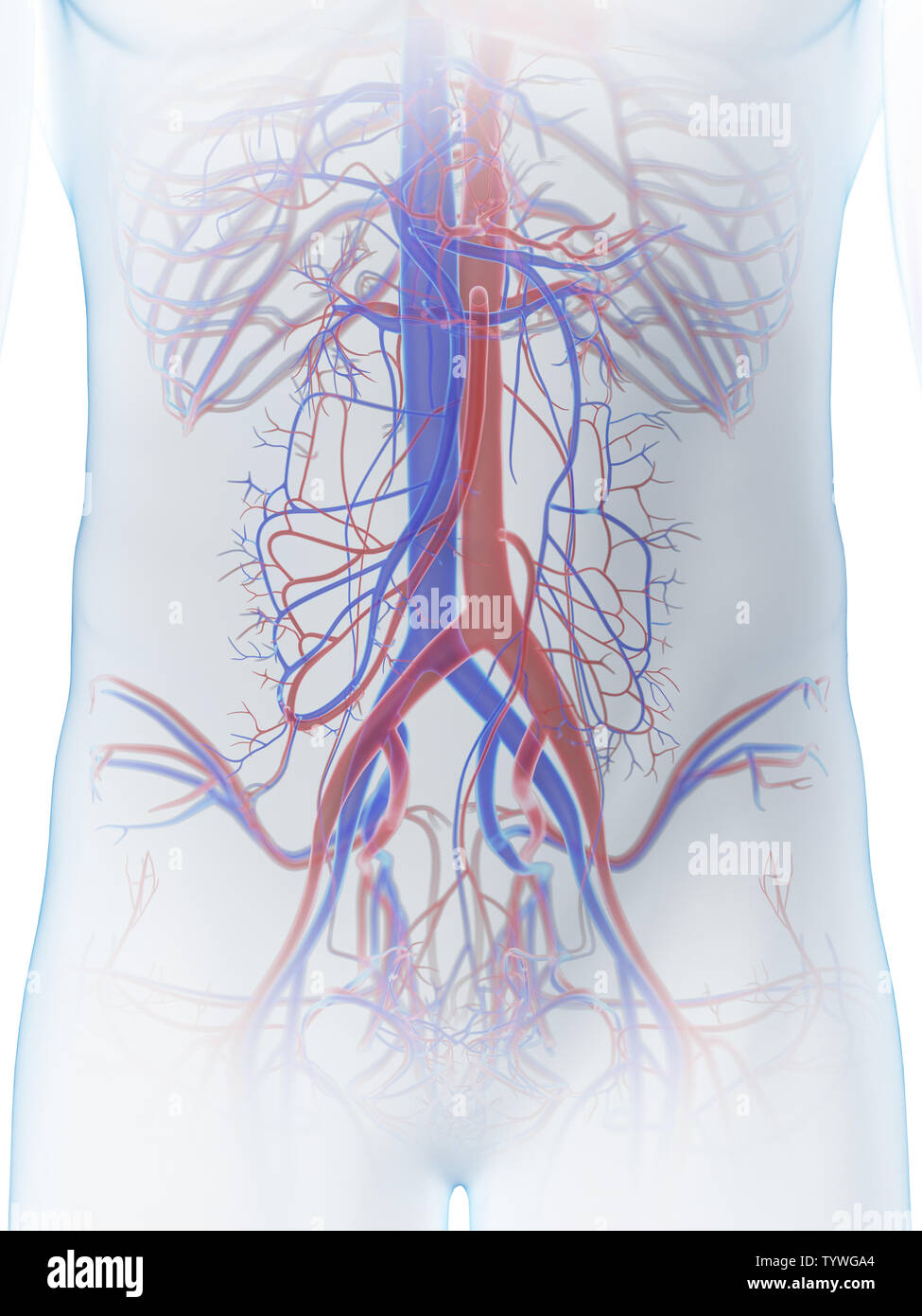 3d rendered medically accurate illustration of the abdominal vascular ...