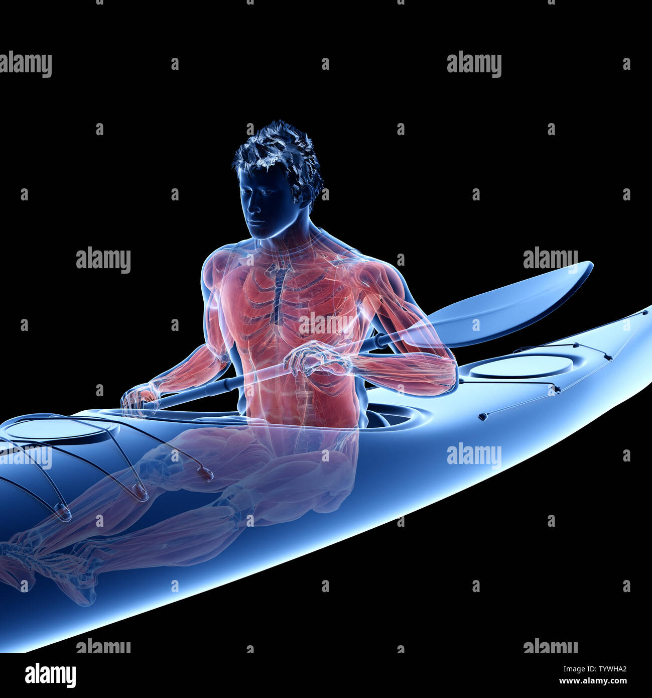 3d rendered medically accurate illustration of the muscle system of a ...