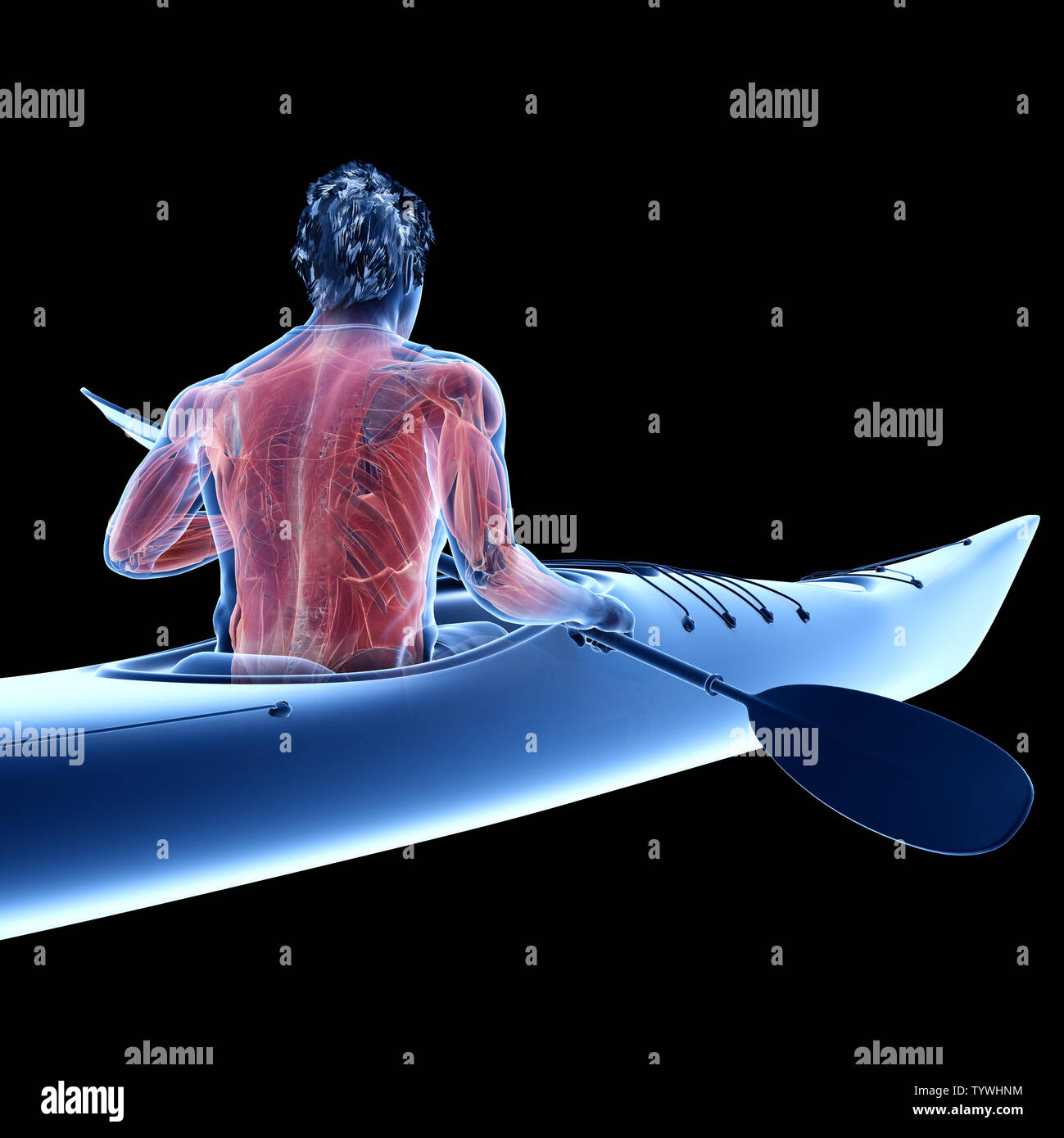 3d rendered medically accurate illustration of the muscle system of a ...