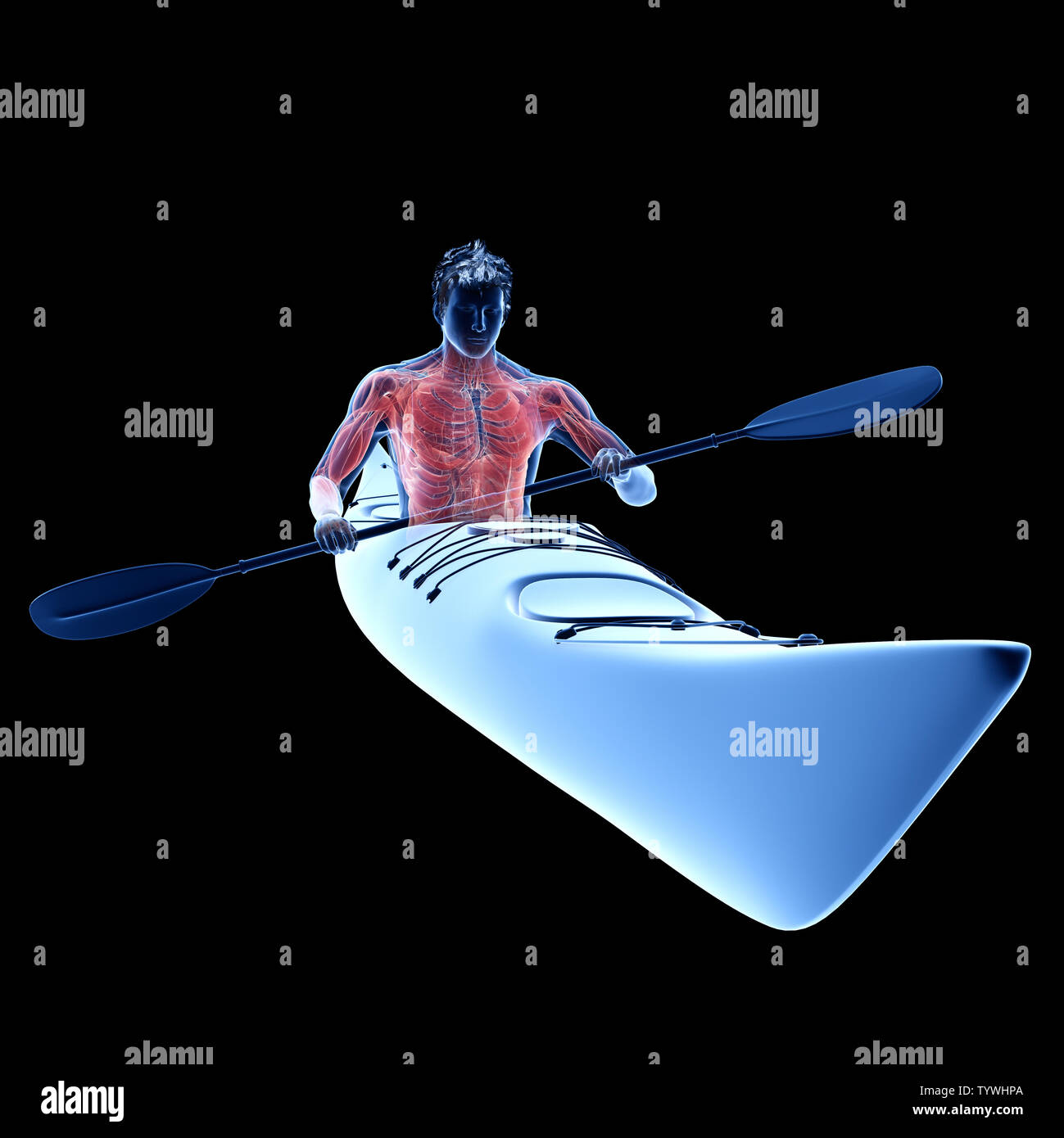 3d rendered medically accurate illustration of the muscle system of a ...