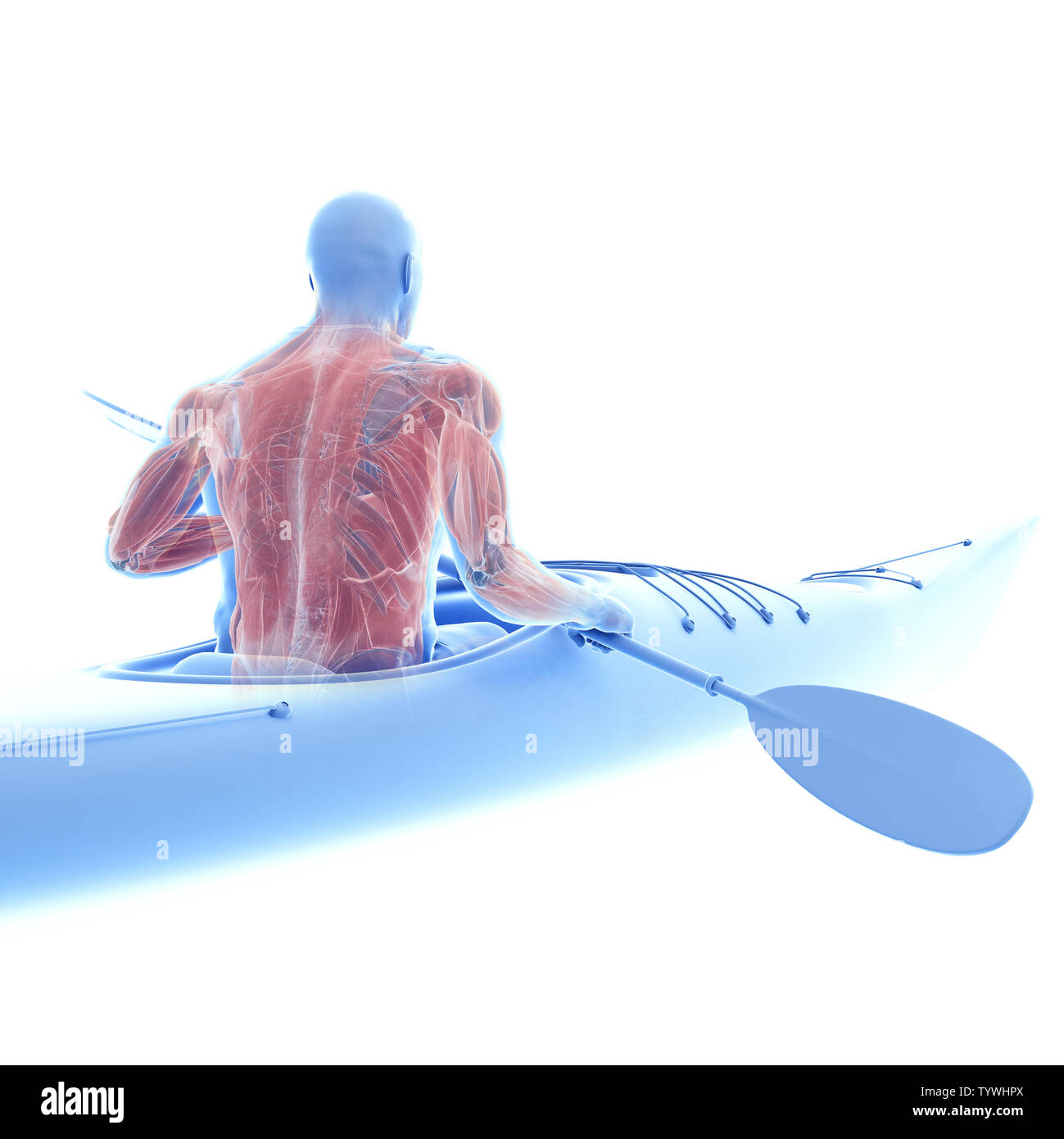 3d rendered medically accurate illustration of the muscle system of a ...