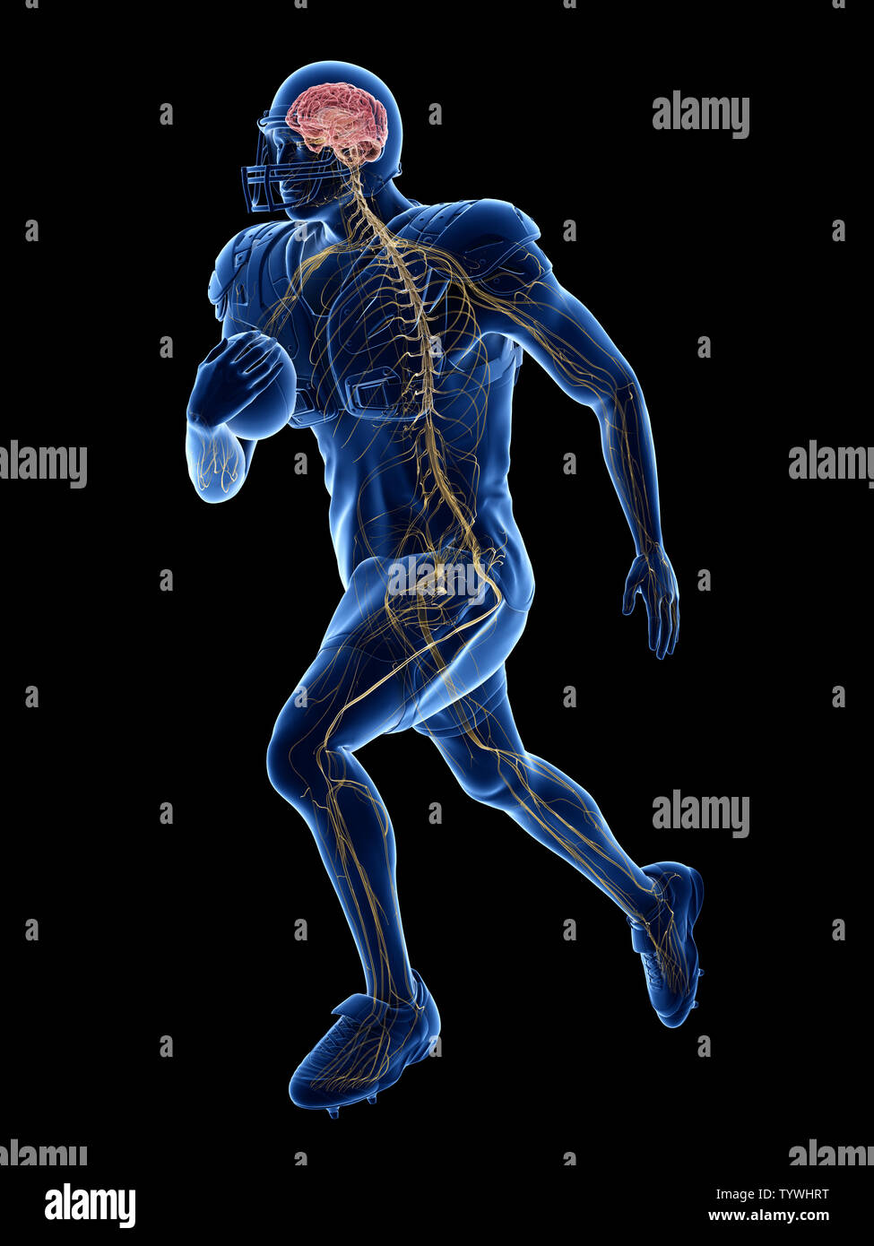 3d rendered medically accurate illustration of the nervous system of an ...
