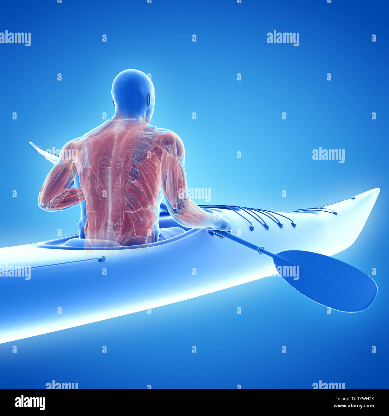 3d rendered medically accurate illustration of the muscle system of a ...