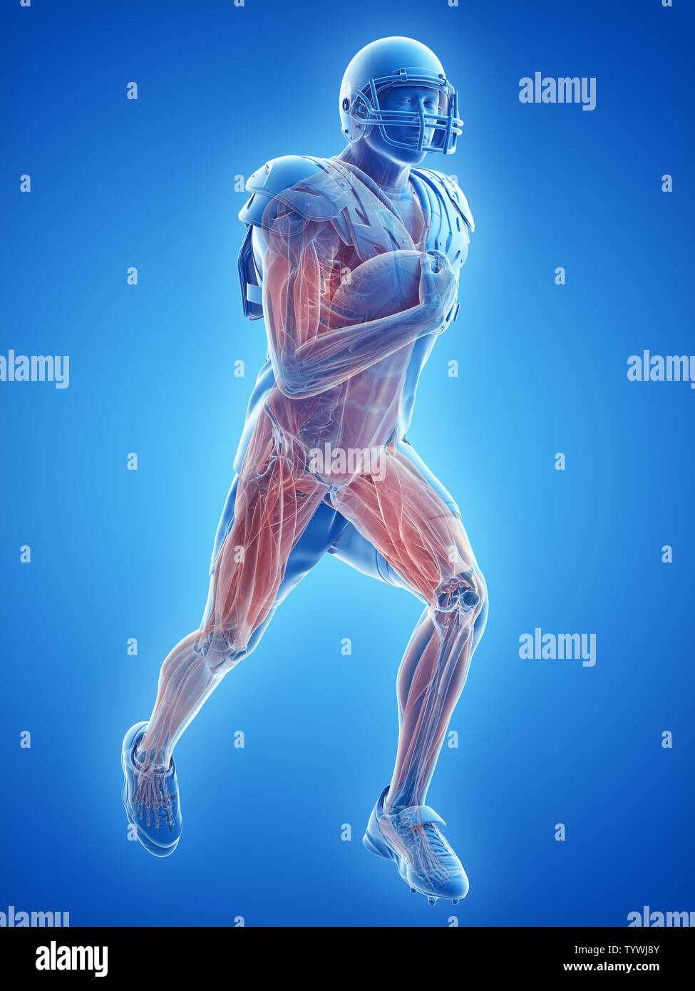 3d rendered medically accurate illustration of the muscle system of an ...