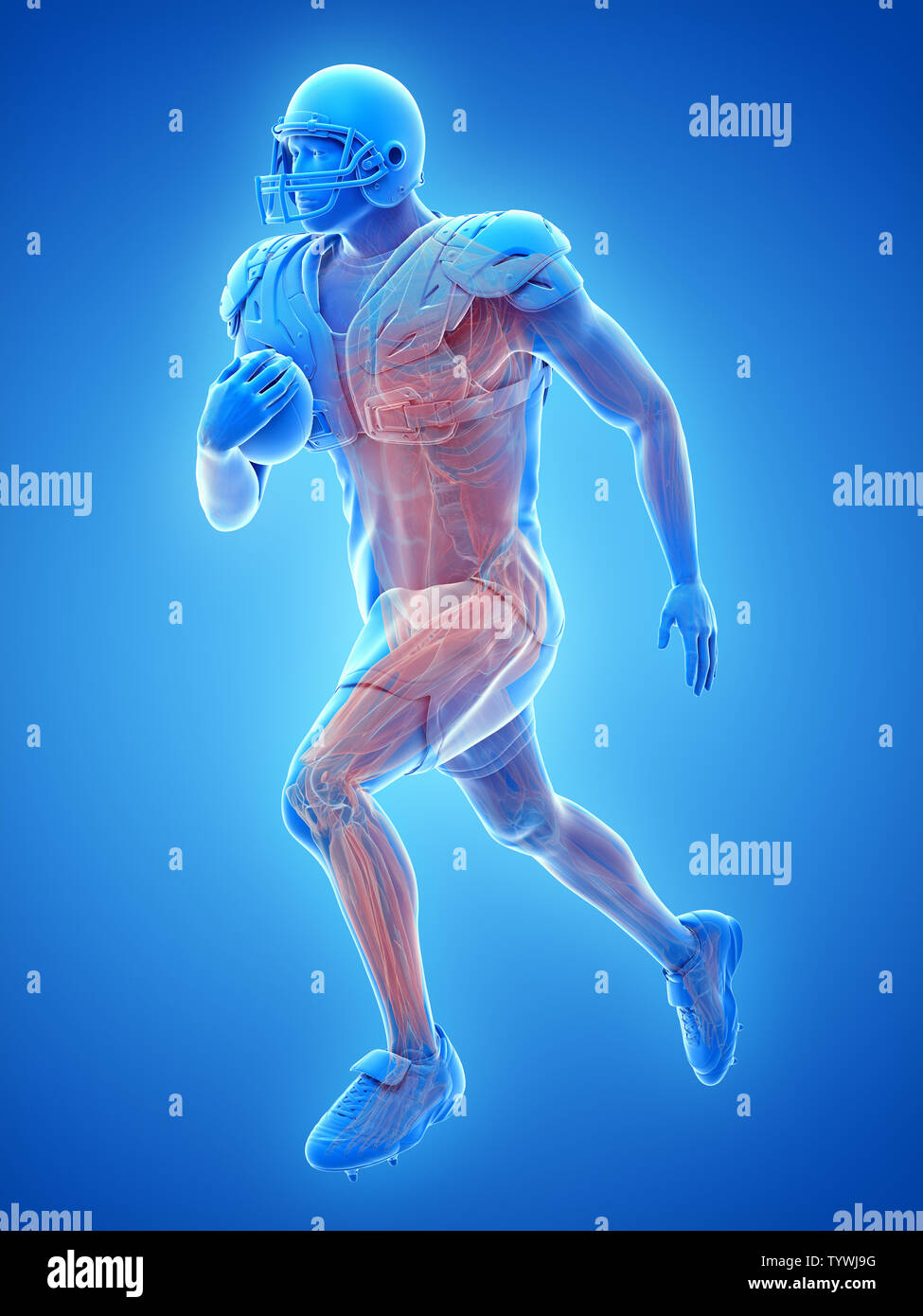 3d rendered medically accurate illustration of the muscle system of an ...
