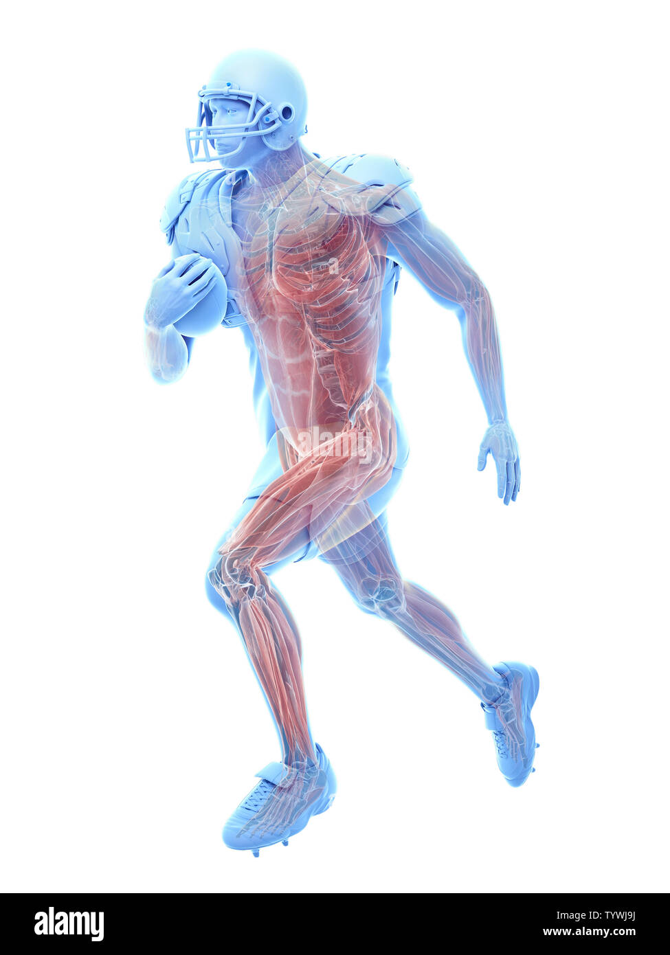 3d rendered medically accurate illustration of the muscle system of an ...