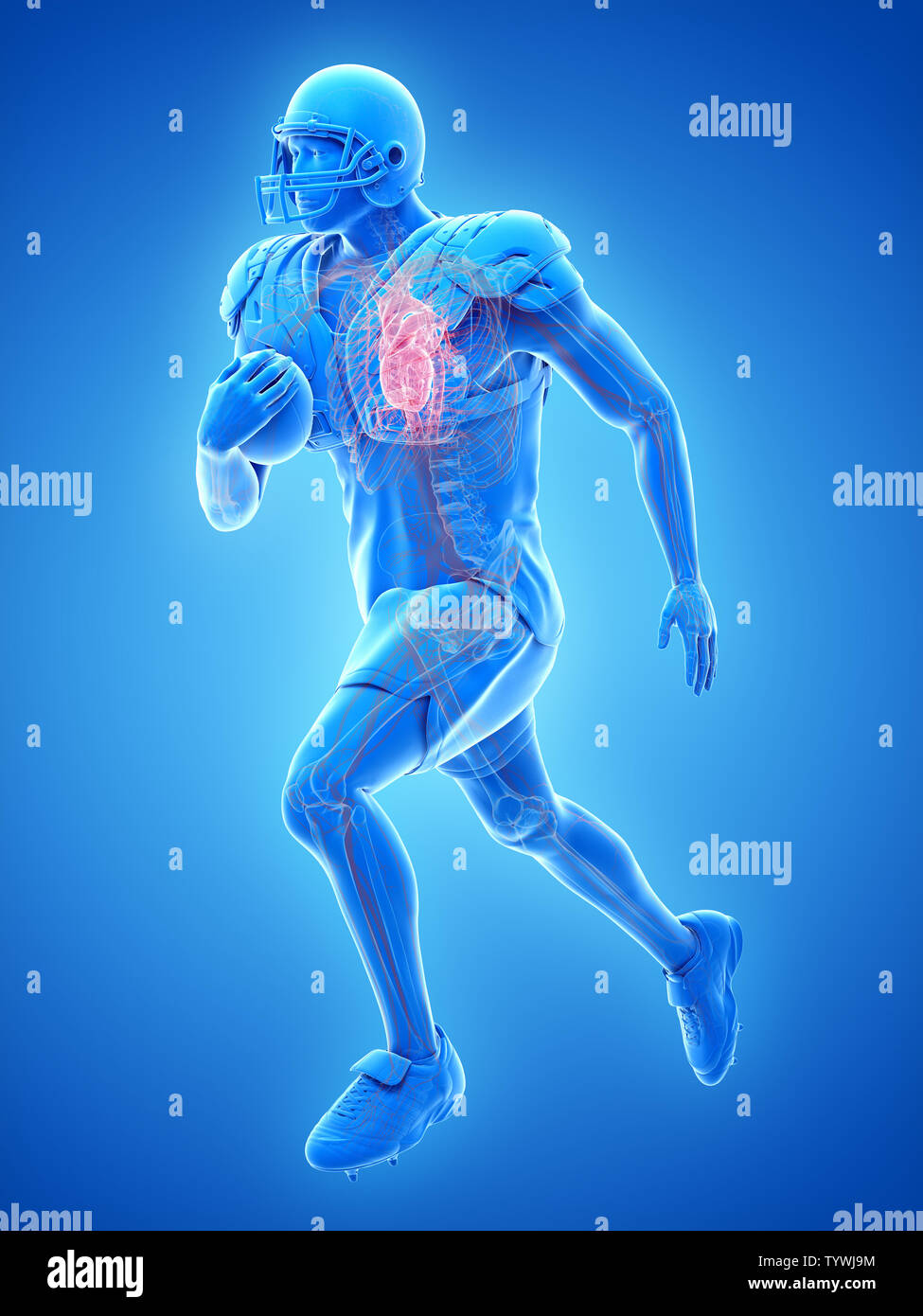 3d rendered medically accurate illustration of the heart of an american ...