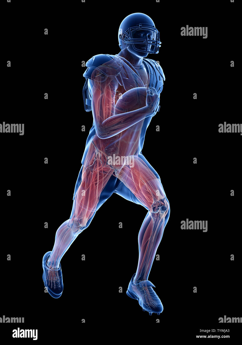 3d rendered medically accurate illustration of the muscle system of an ...