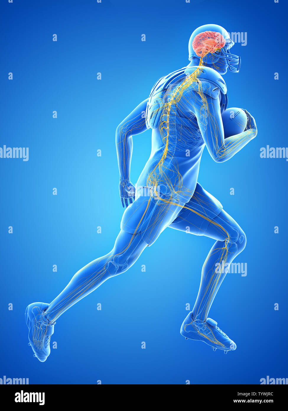3d rendered medically accurate illustration of the nervous system of an ...