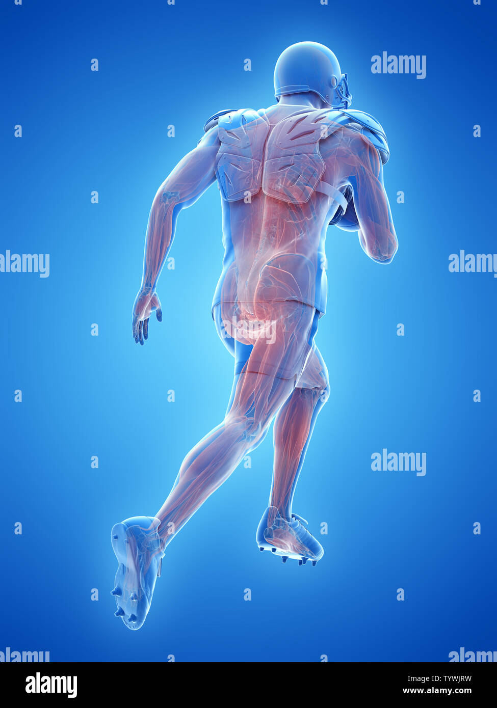 3d rendered medically accurate illustration of the muscle system of an ...