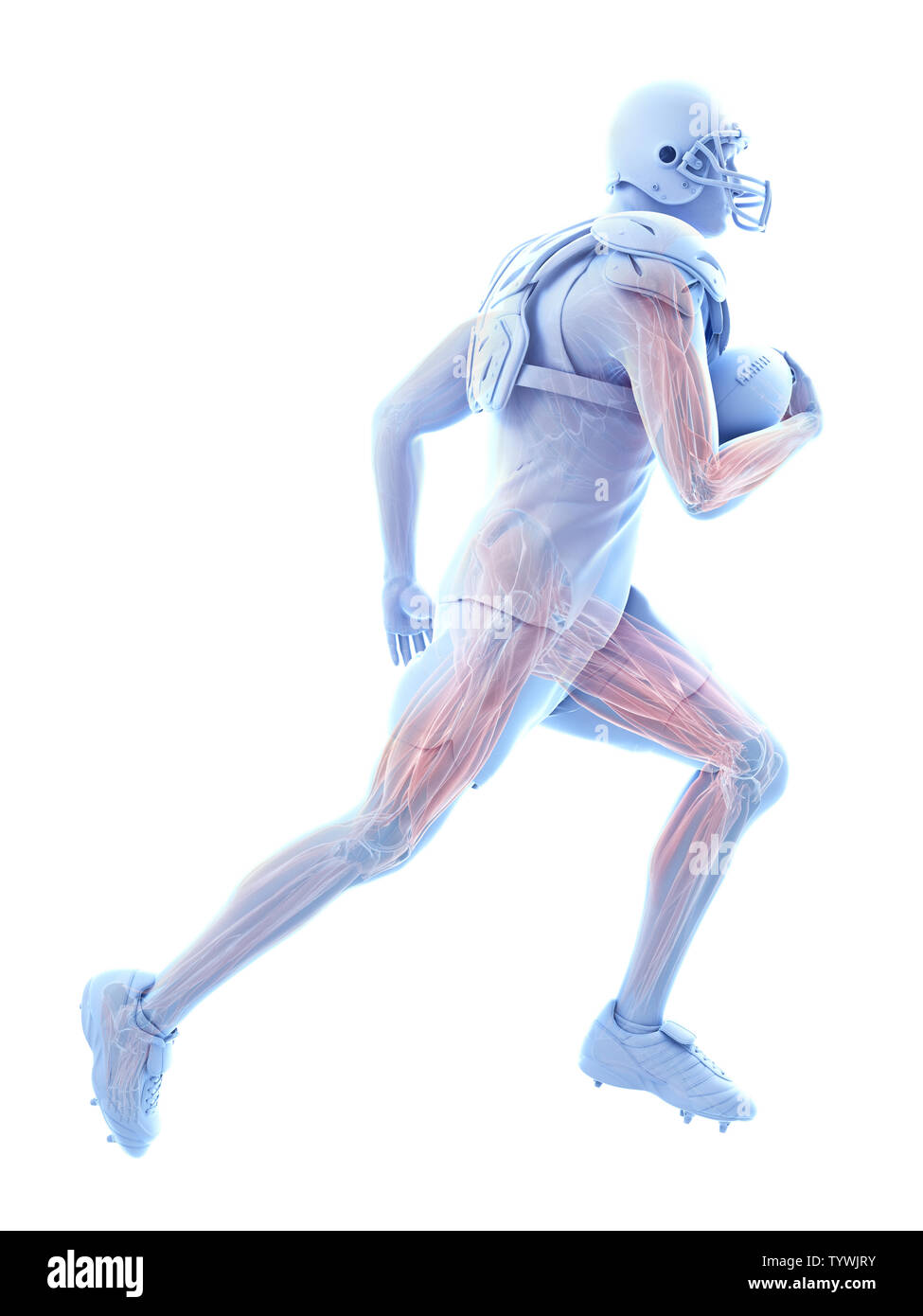 3d rendered medically accurate illustration of the muscle system of an ...