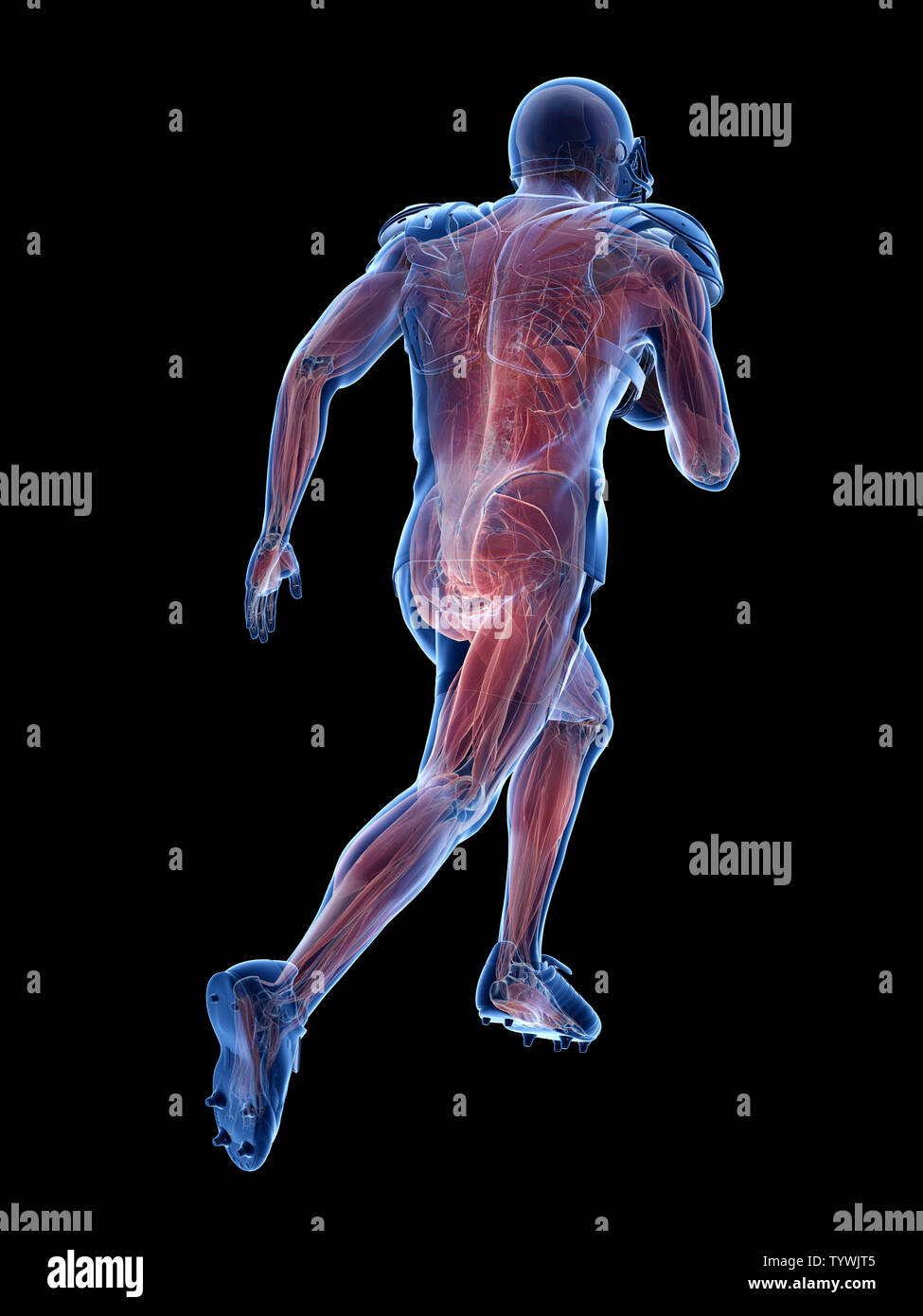 3d rendered medically accurate illustration of the muscle system of an ...