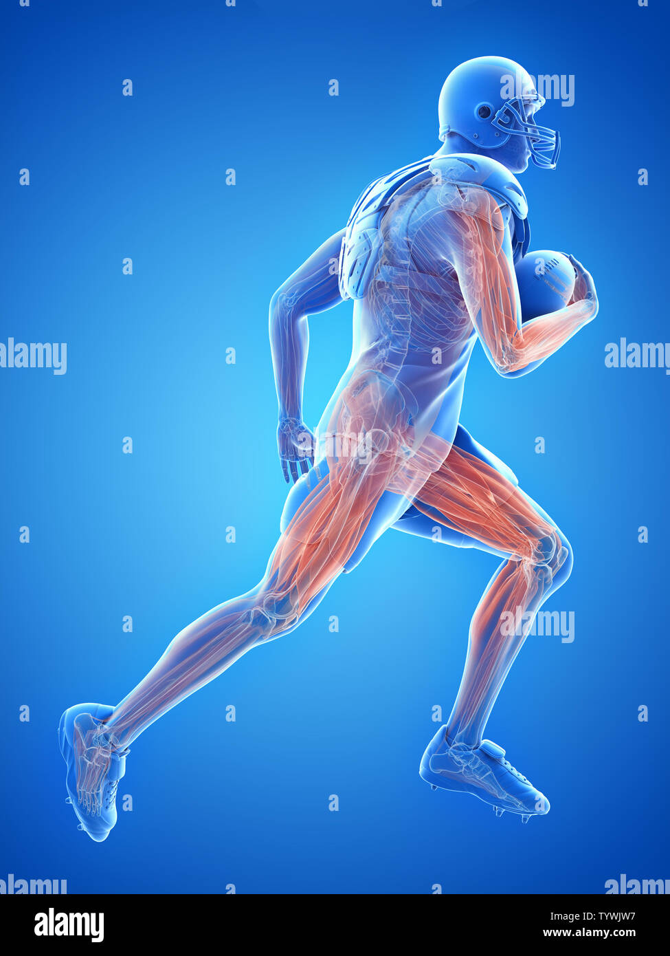 3d rendered medically accurate illustration of the muscle system of an ...