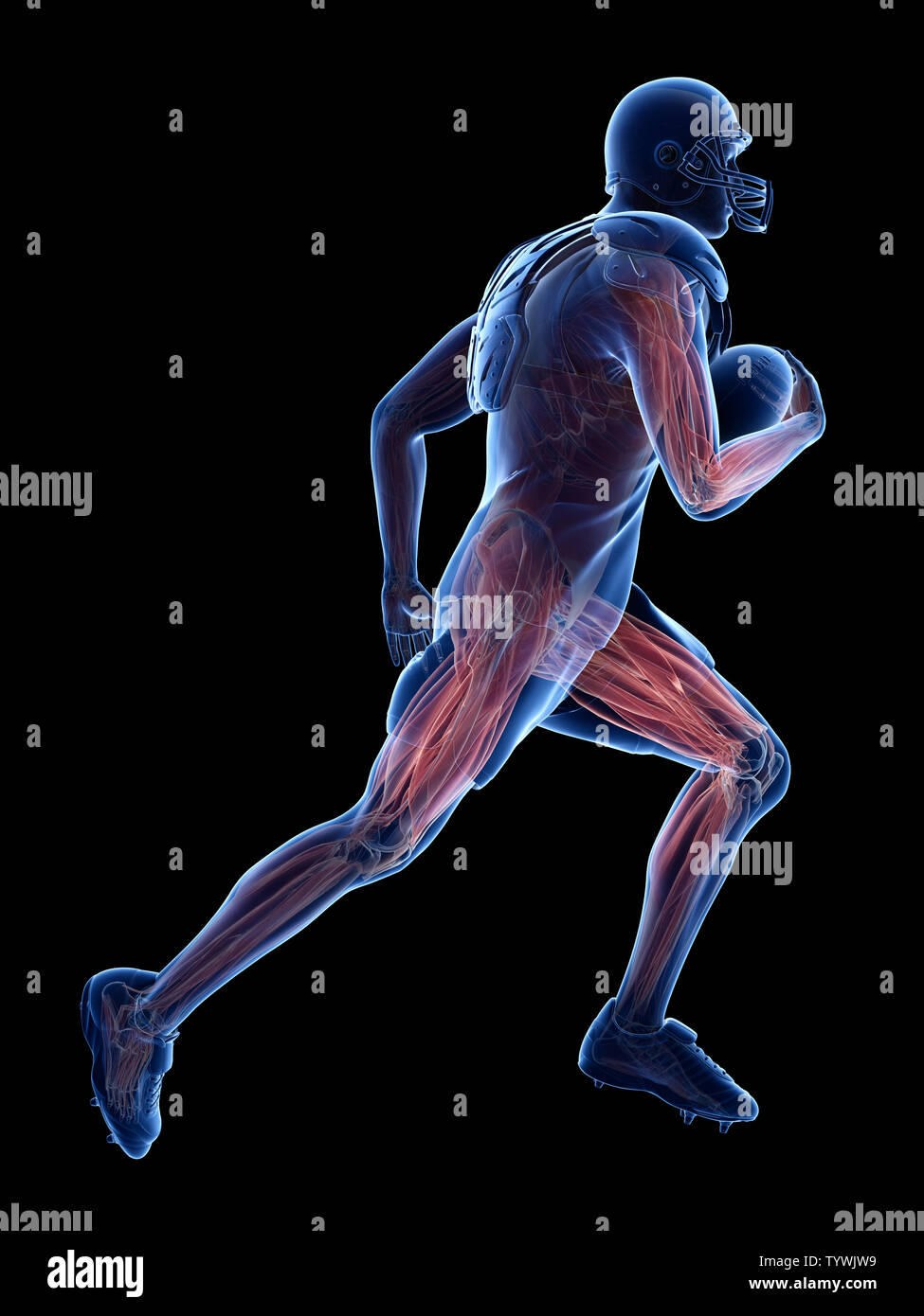 3d rendered medically accurate illustration of the muscle system of an ...