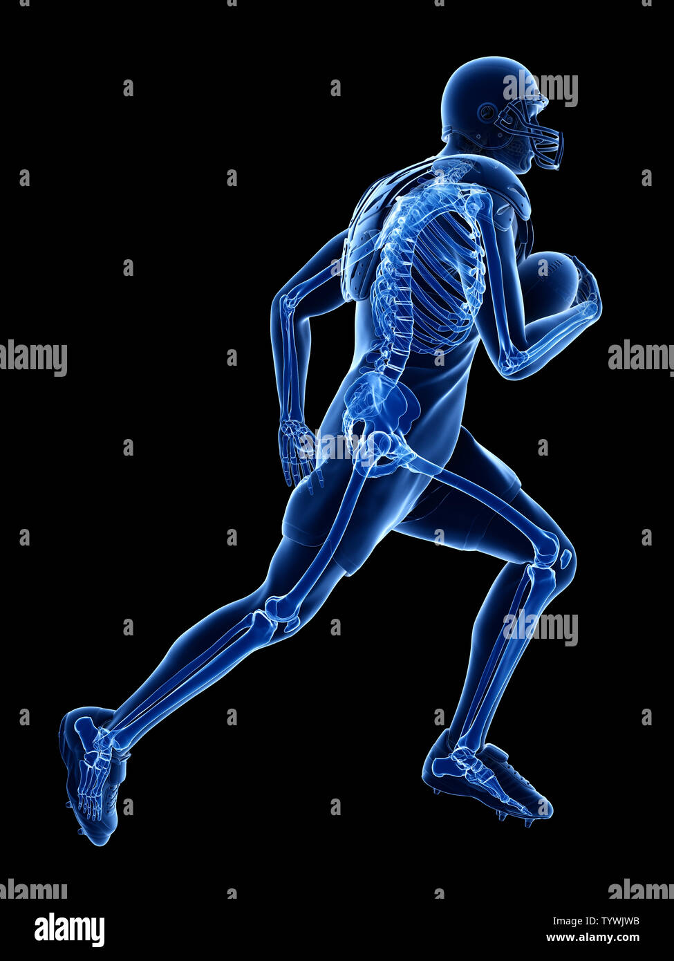 3d rendered medically accurate illustration of the skeleton of an ...