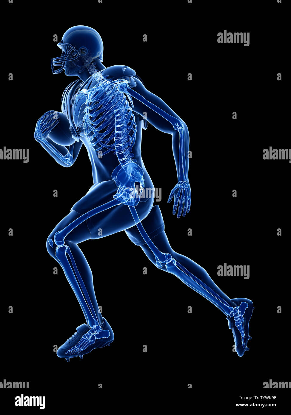 3d rendered medically accurate illustration of the skeleton of an ...