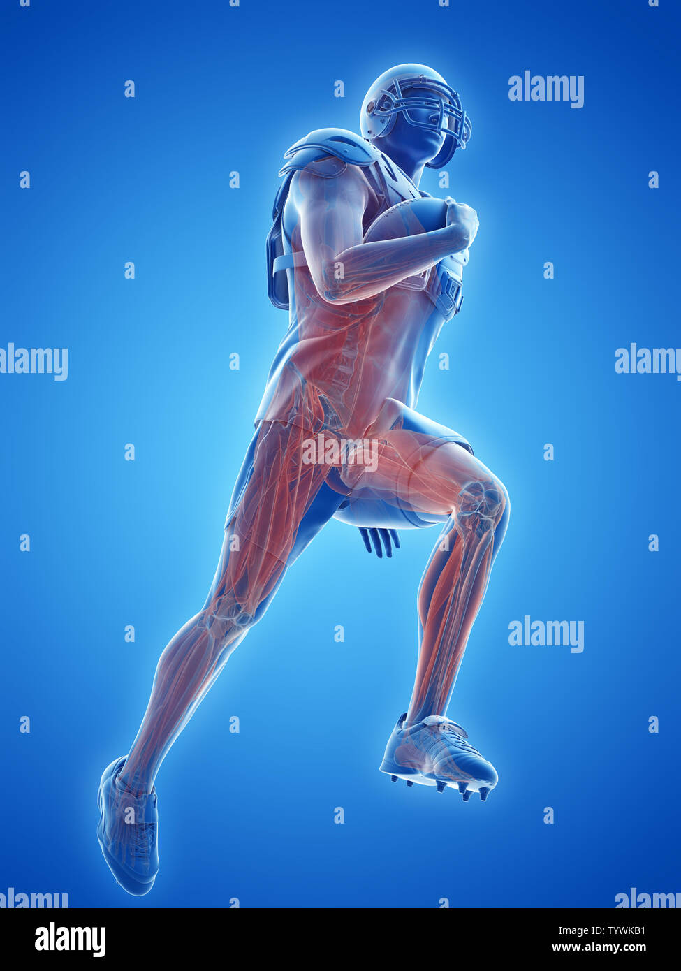 Muscular system running man hi-res stock photography and images - Alamy