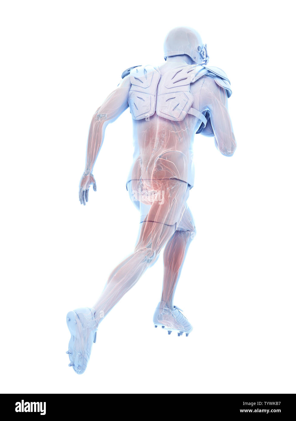 3d rendered medically accurate illustration of the muscle system of an ...