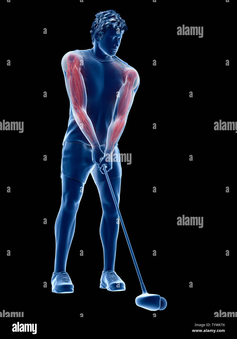 3d rendered medically accurate illustration of the muscles of a golf ...