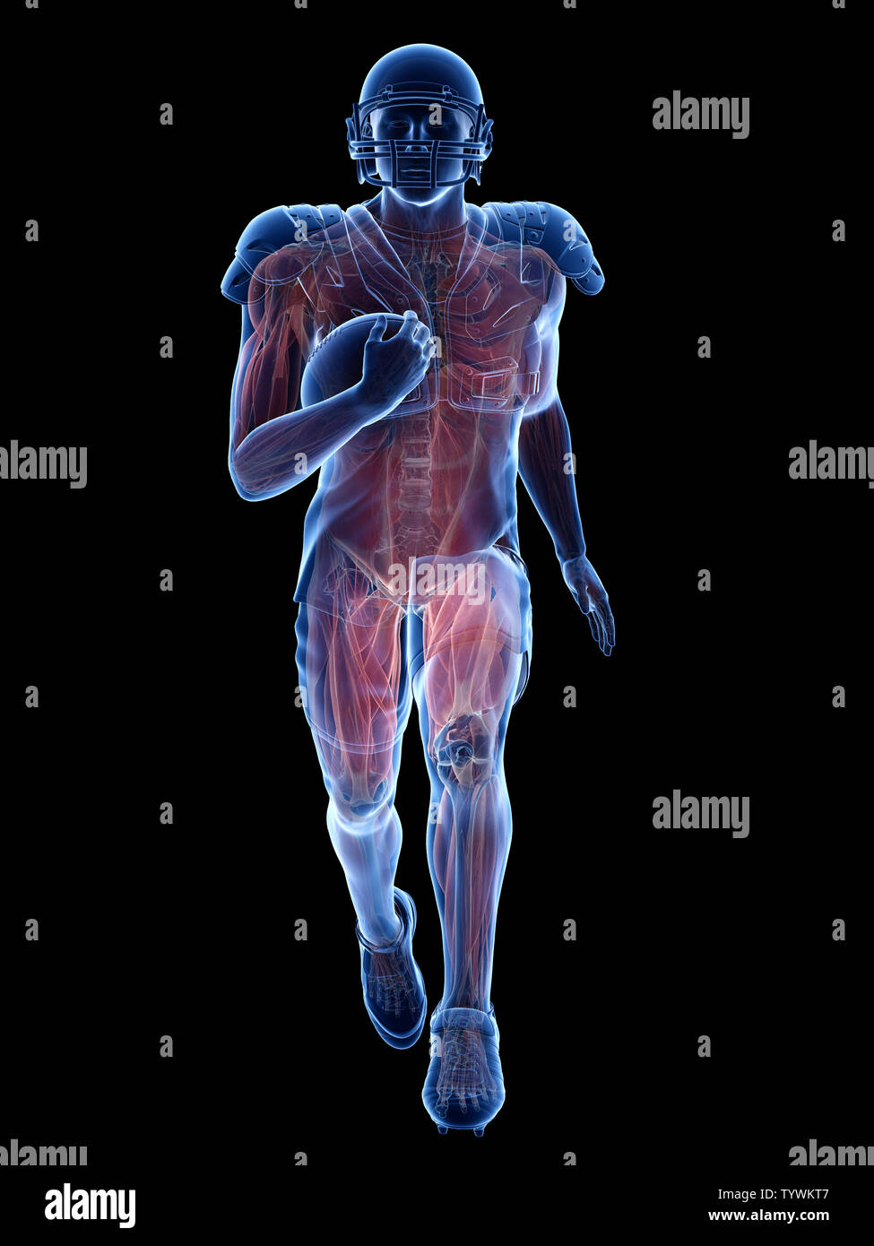 3d rendered medically accurate illustration of the muscle system of an ...