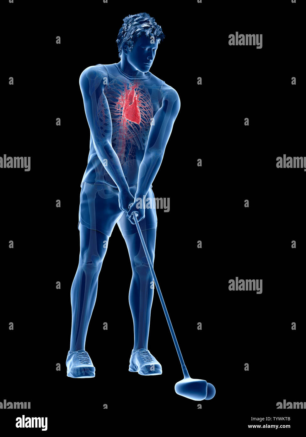 3d rendered medically accurate illustration of the heart of a golf ...