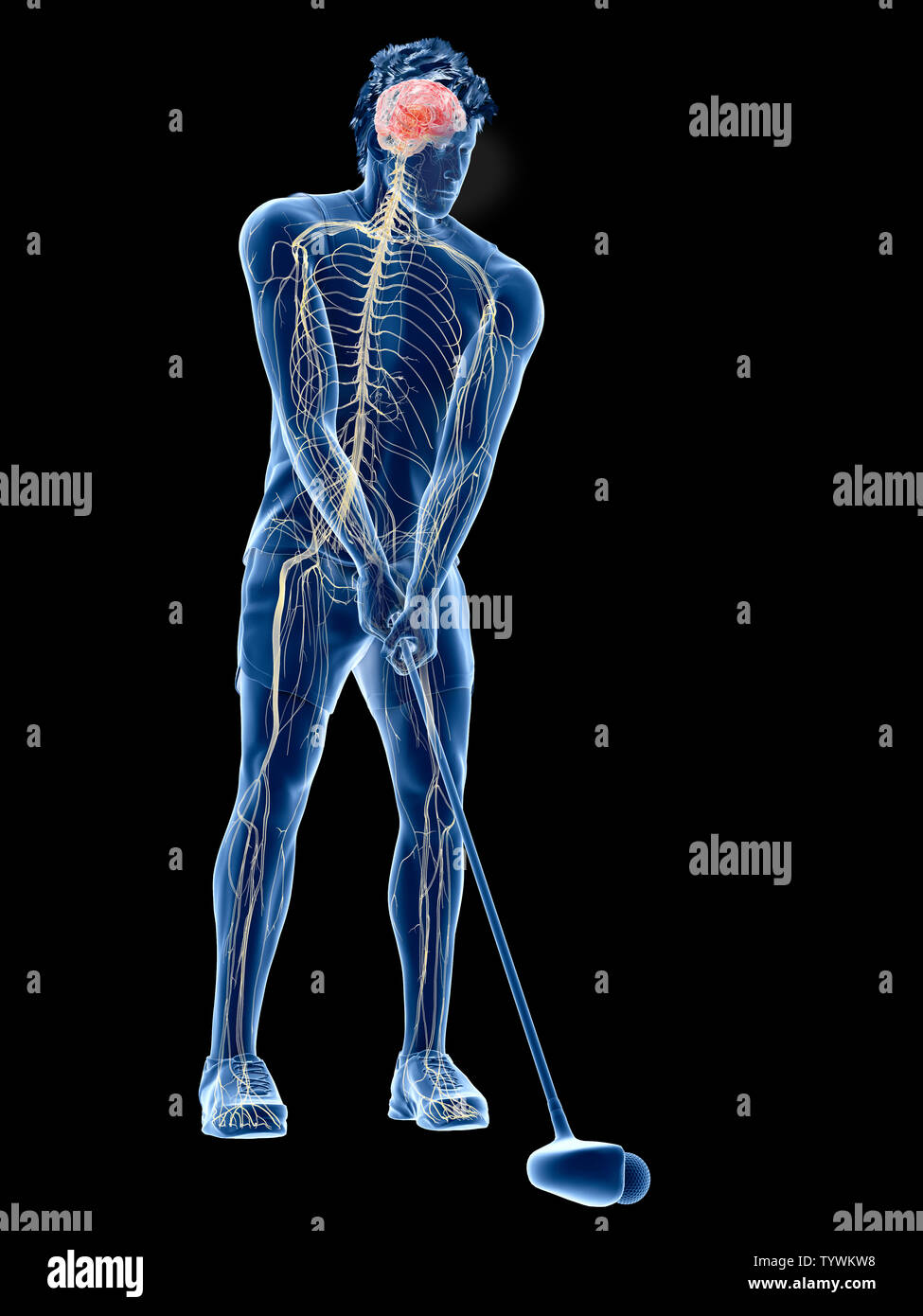 3d rendered medically accurate illustration of the nervous system of a ...