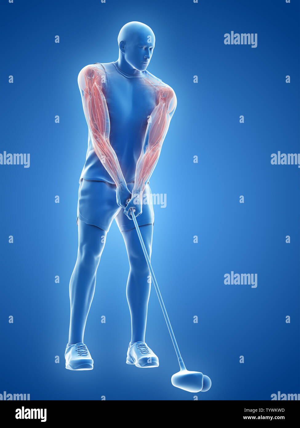 3d rendered medically accurate illustration of the muscles of a golf ...