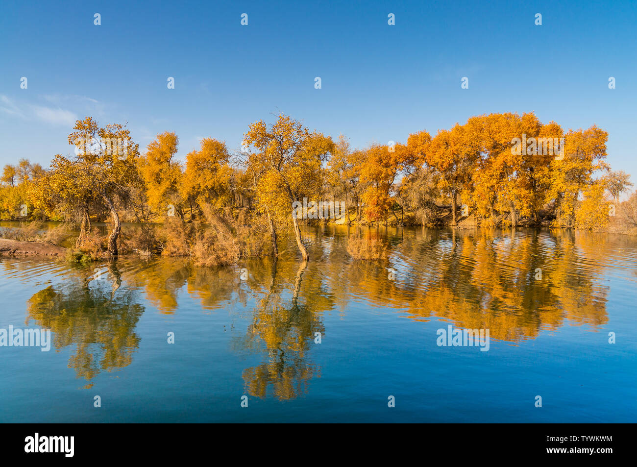 Poplar Lin, lake, reflection, beautiful scenery Stock Photo - Alamy