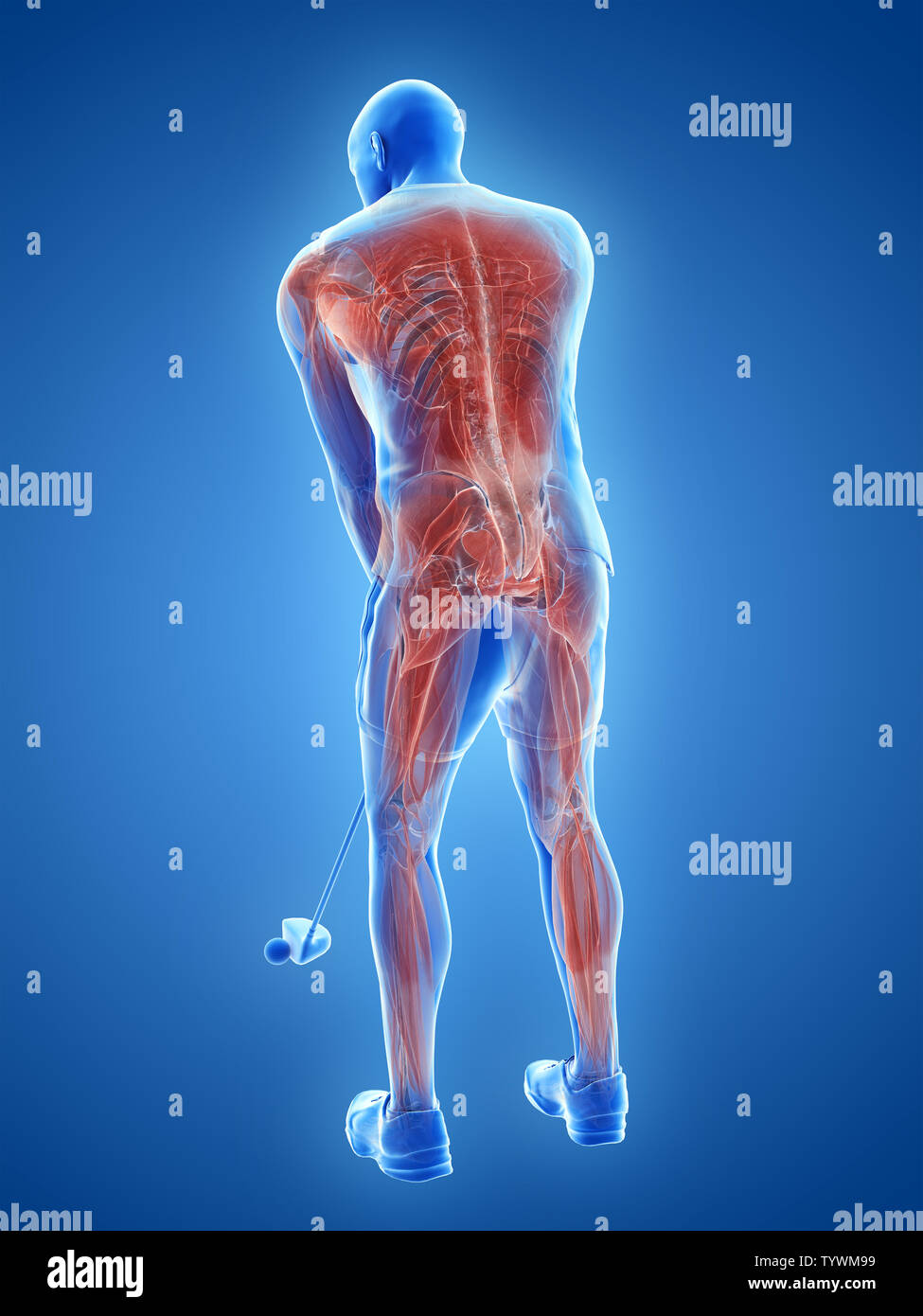 3d rendered medically accurate illustration of the muscles of a golf ...