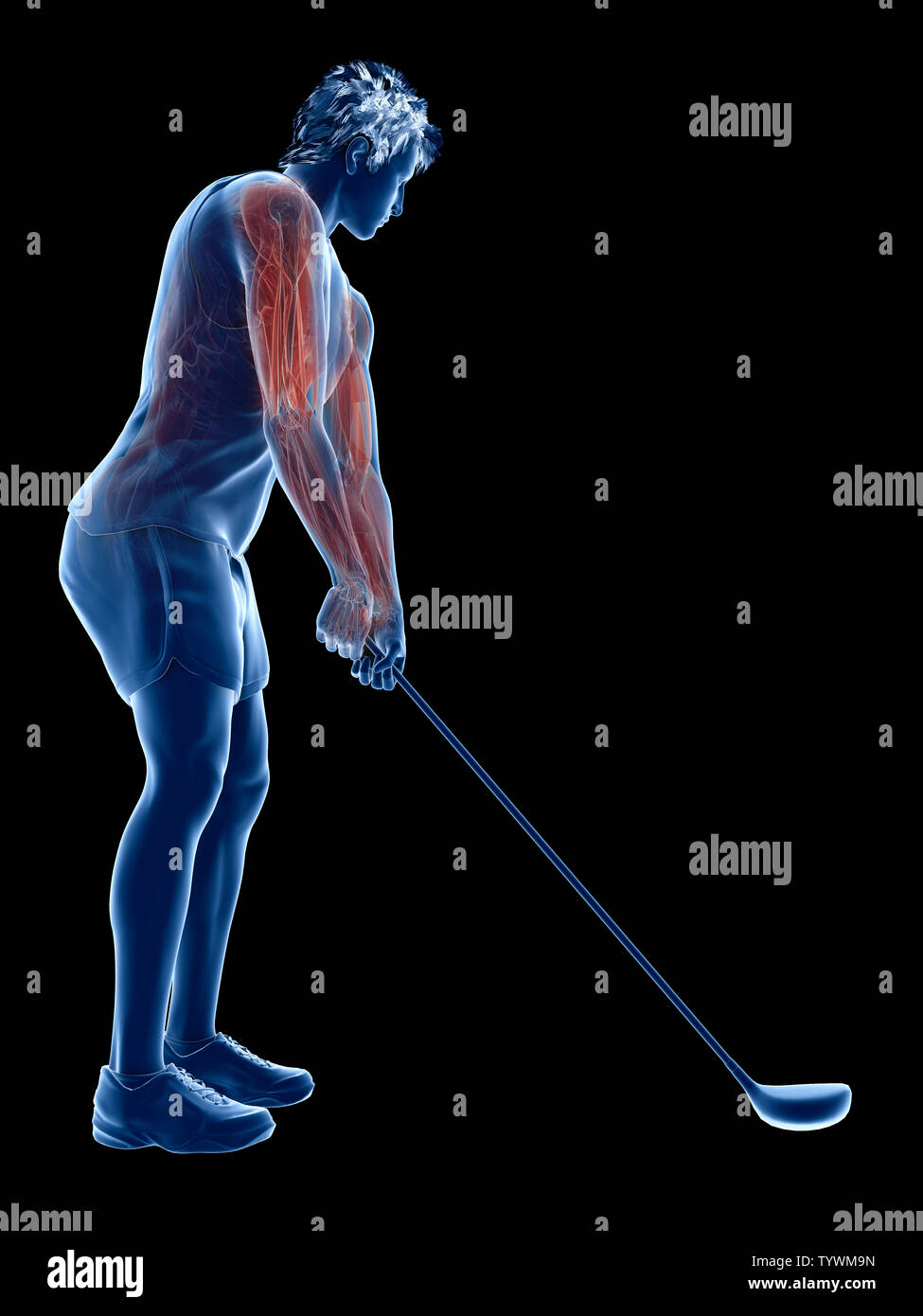 3d rendered medically accurate illustration of the muscles of a golf ...