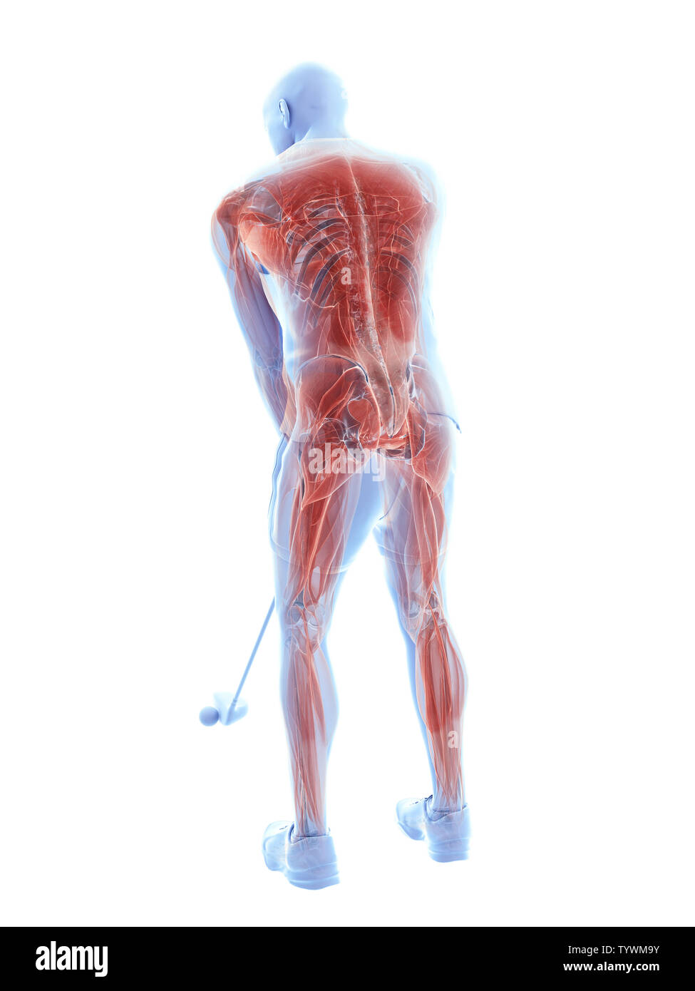 3d rendered medically accurate illustration of the muscles of a golf ...