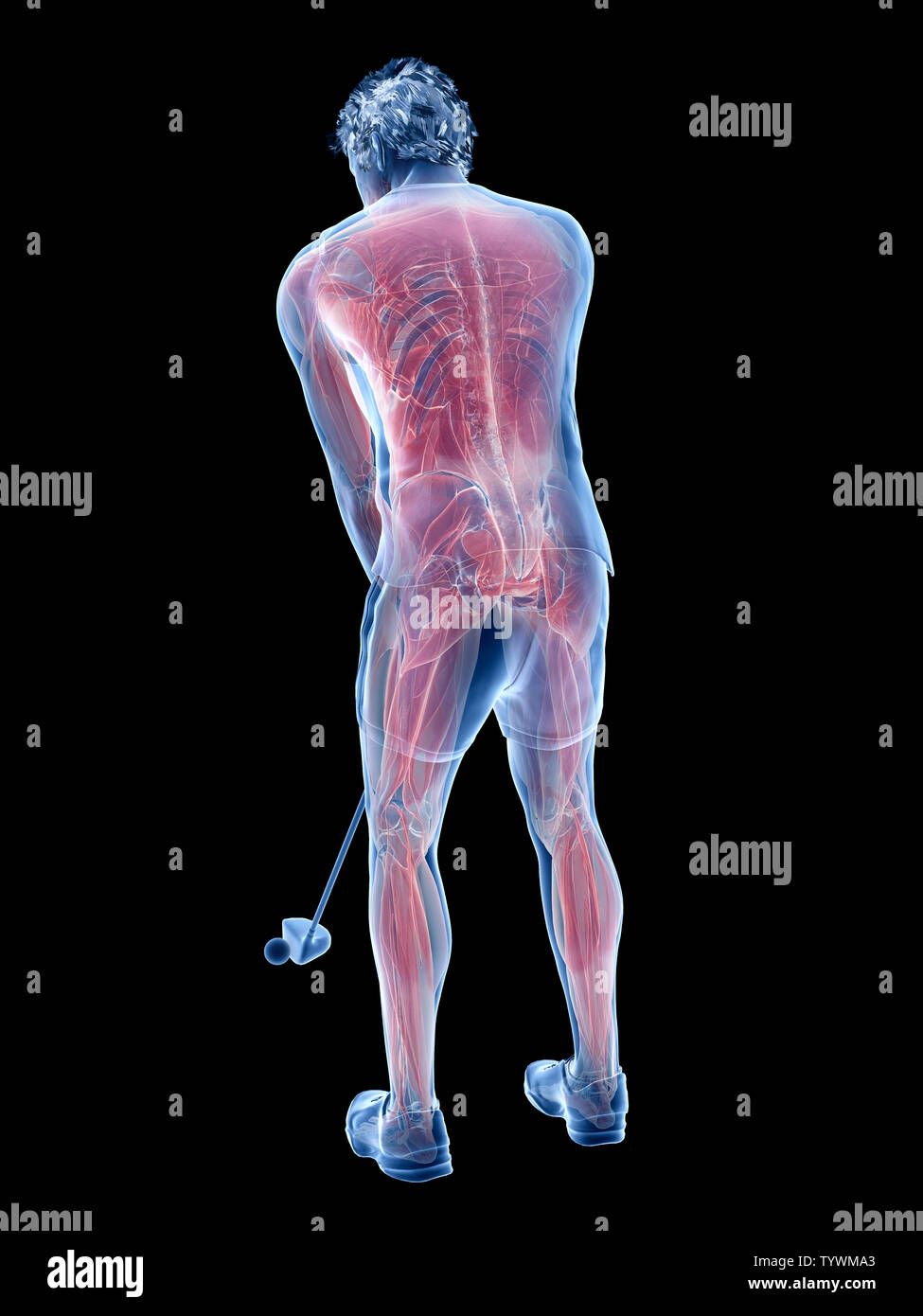 3d rendered medically accurate illustration of the muscles of a golf ...