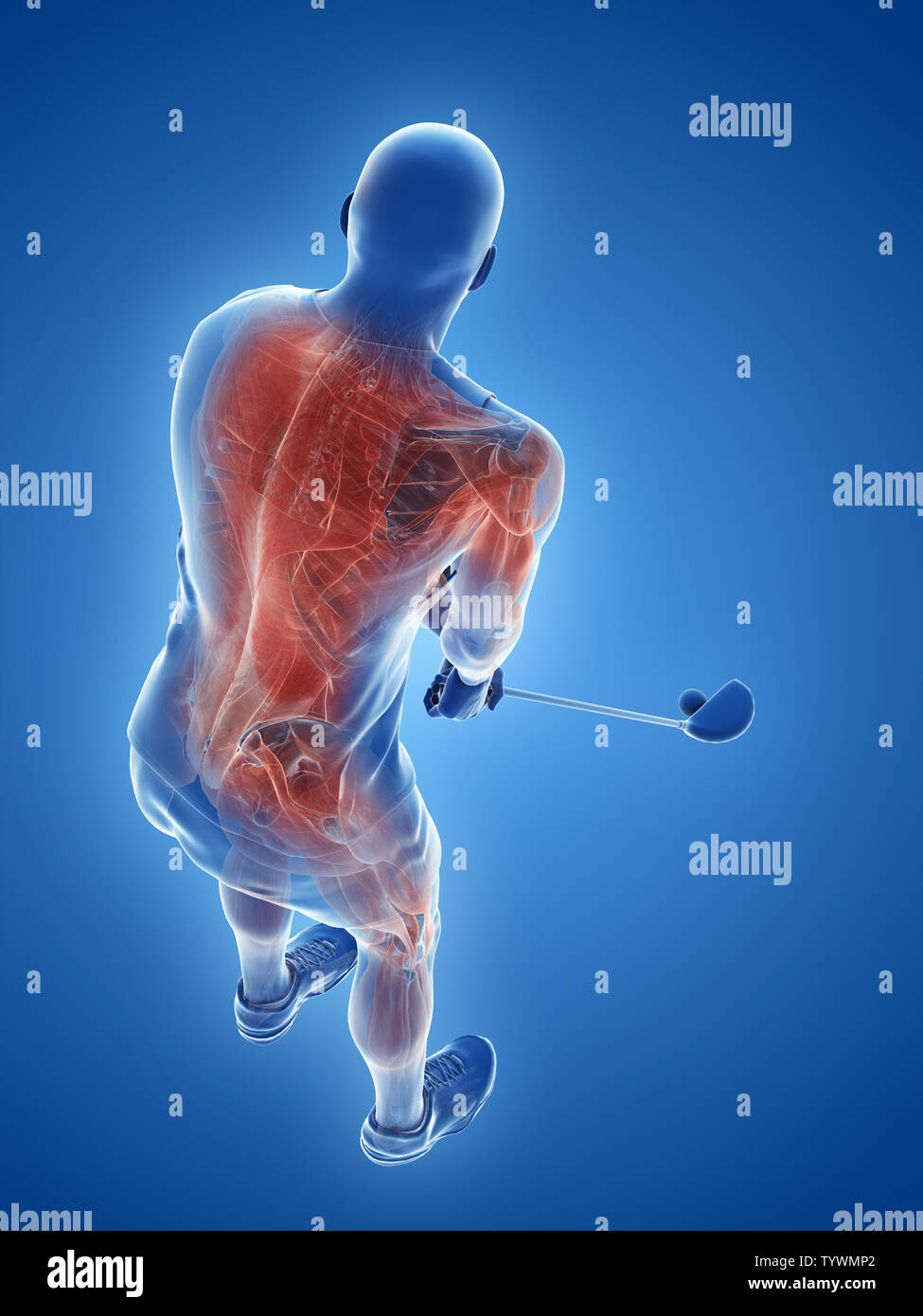 3d rendered medically accurate illustration of the muscles of a golf ...