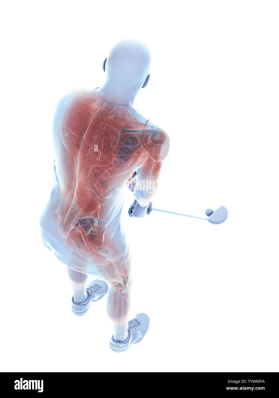 3d rendered medically accurate illustration of the muscles of a golf ...