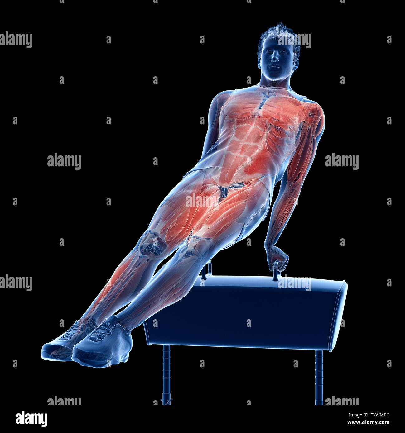 3d rendered medically accurate illustration of the muscle system of a ...