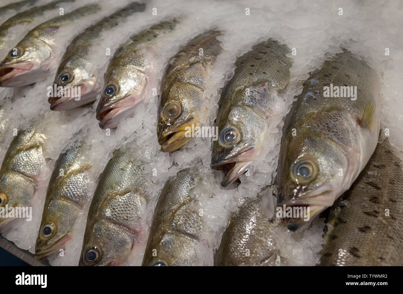 deep sea fish Stock Photo - Alamy