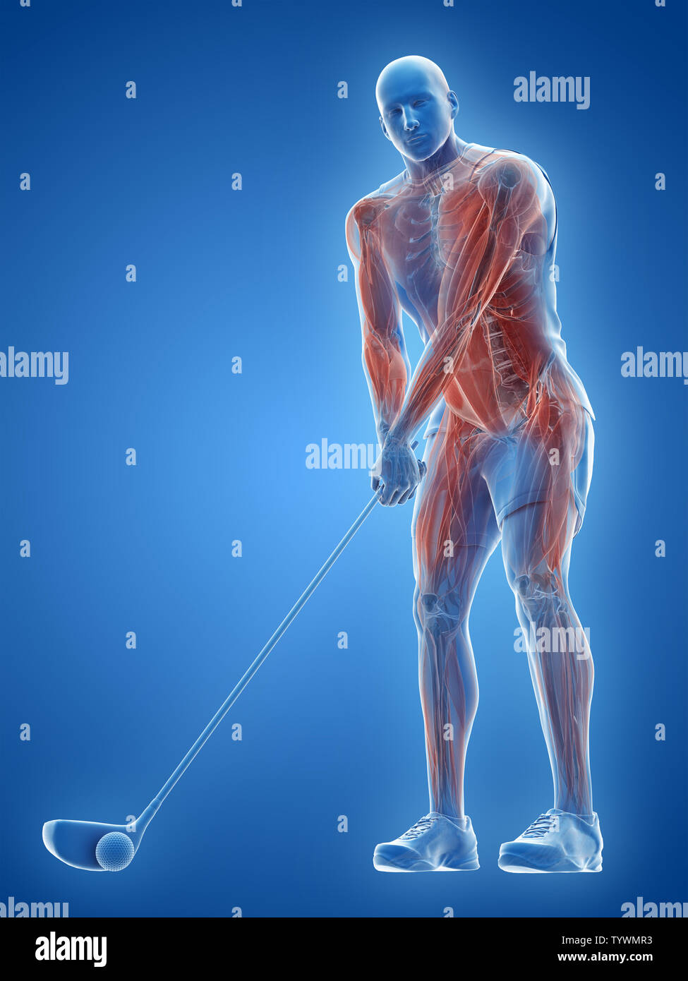 3d rendered medically accurate illustration of the muscles of a golf ...