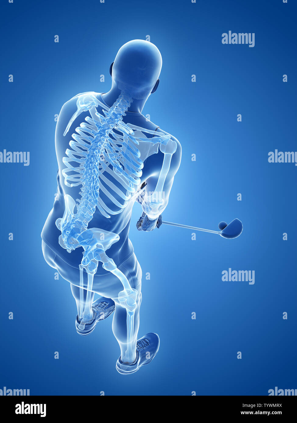 3d rendered medically accurate illustration of the skeleton of a golf ...