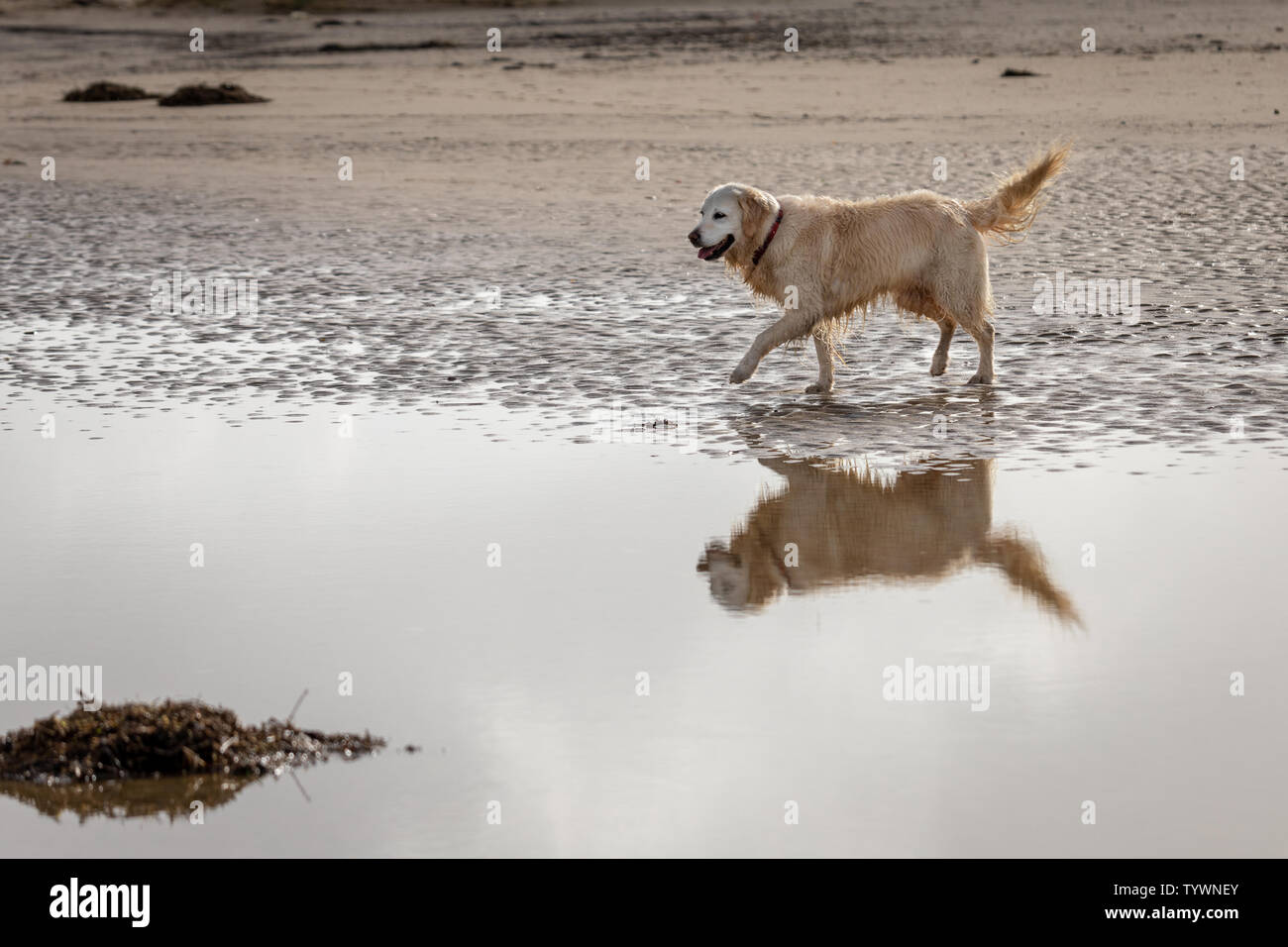 Happy golden retriever dog playing in puddle with reflections at beach ...